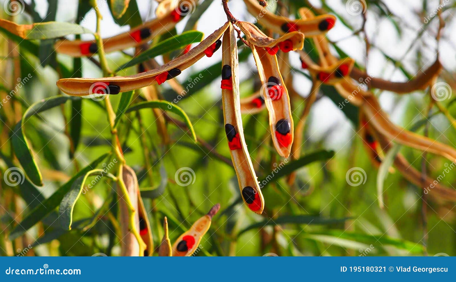 Bean Stalkers Stock Photos - Free & Royalty-Free Stock Photos from ...