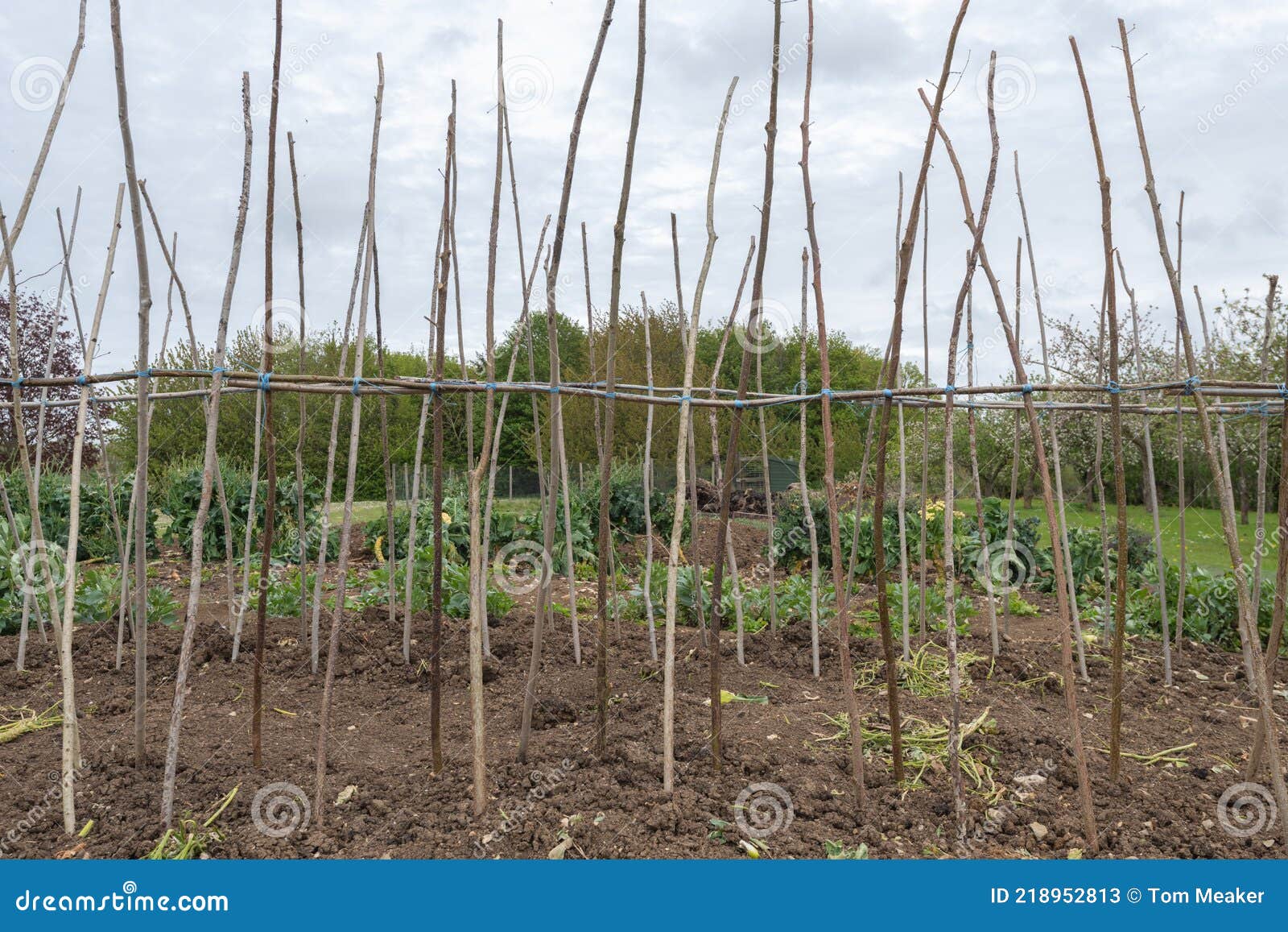 Bean sticks stock image. Image of french, horticultural - 218952813