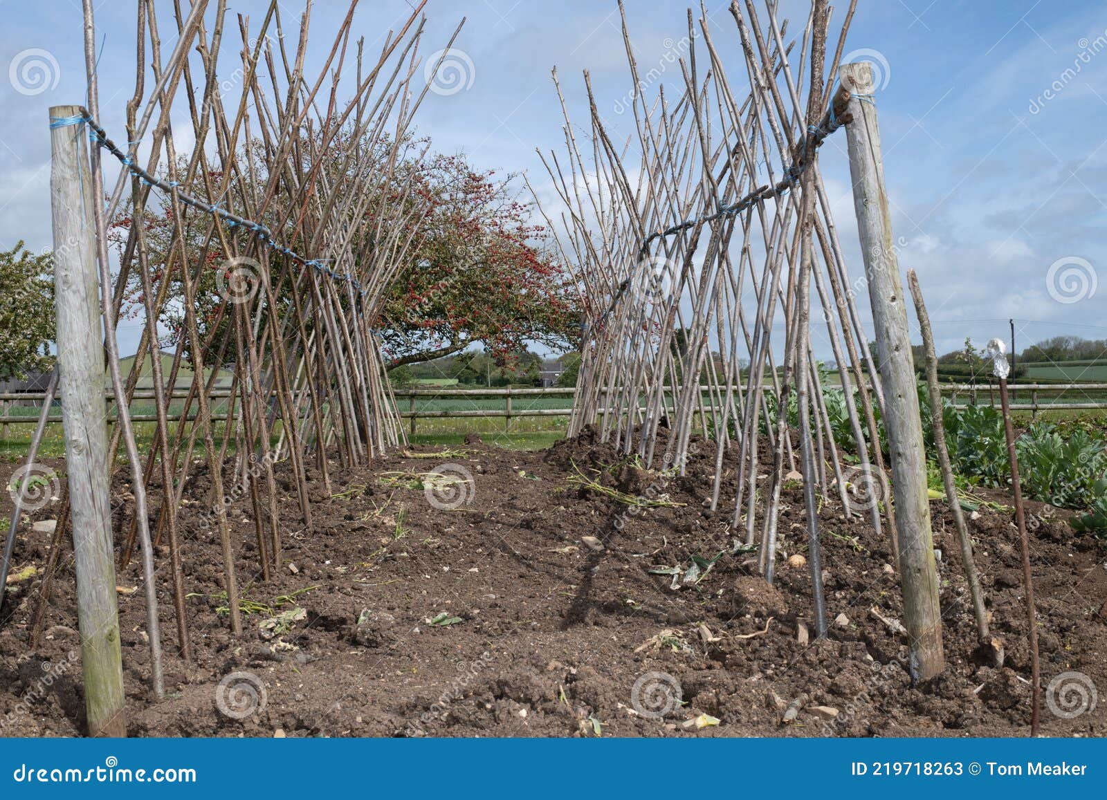 Bean sticks stock image. Image of beans, climbing, crafted - 219718263