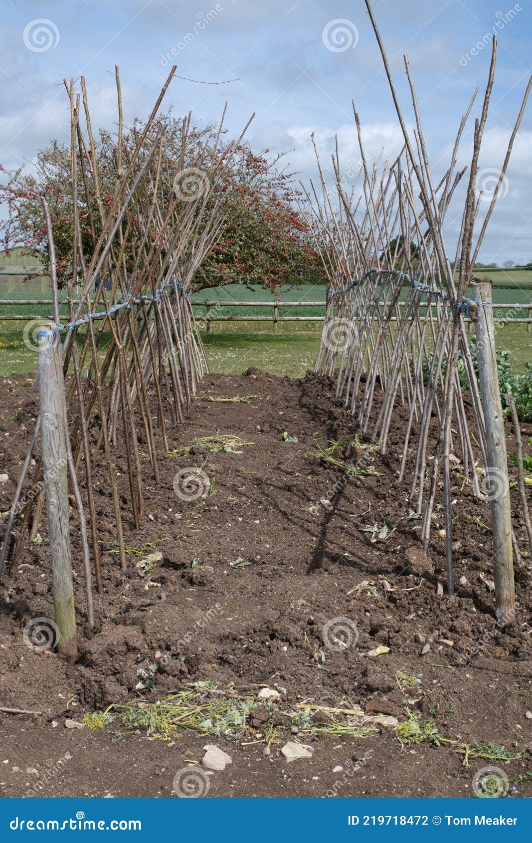 Bean sticks stock photo. Image of nature, outdoors, floral - 219718472