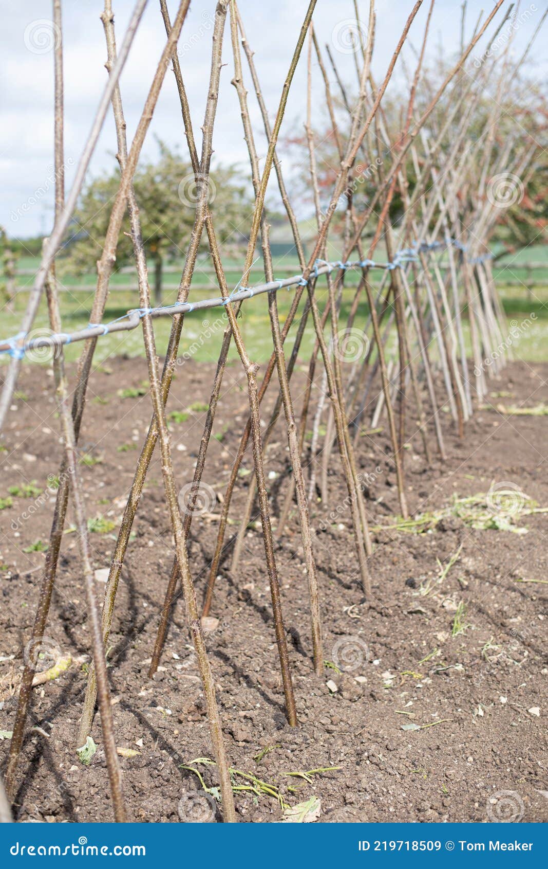 Bean sticks stock image. Image of countryside, gardening - 219718509