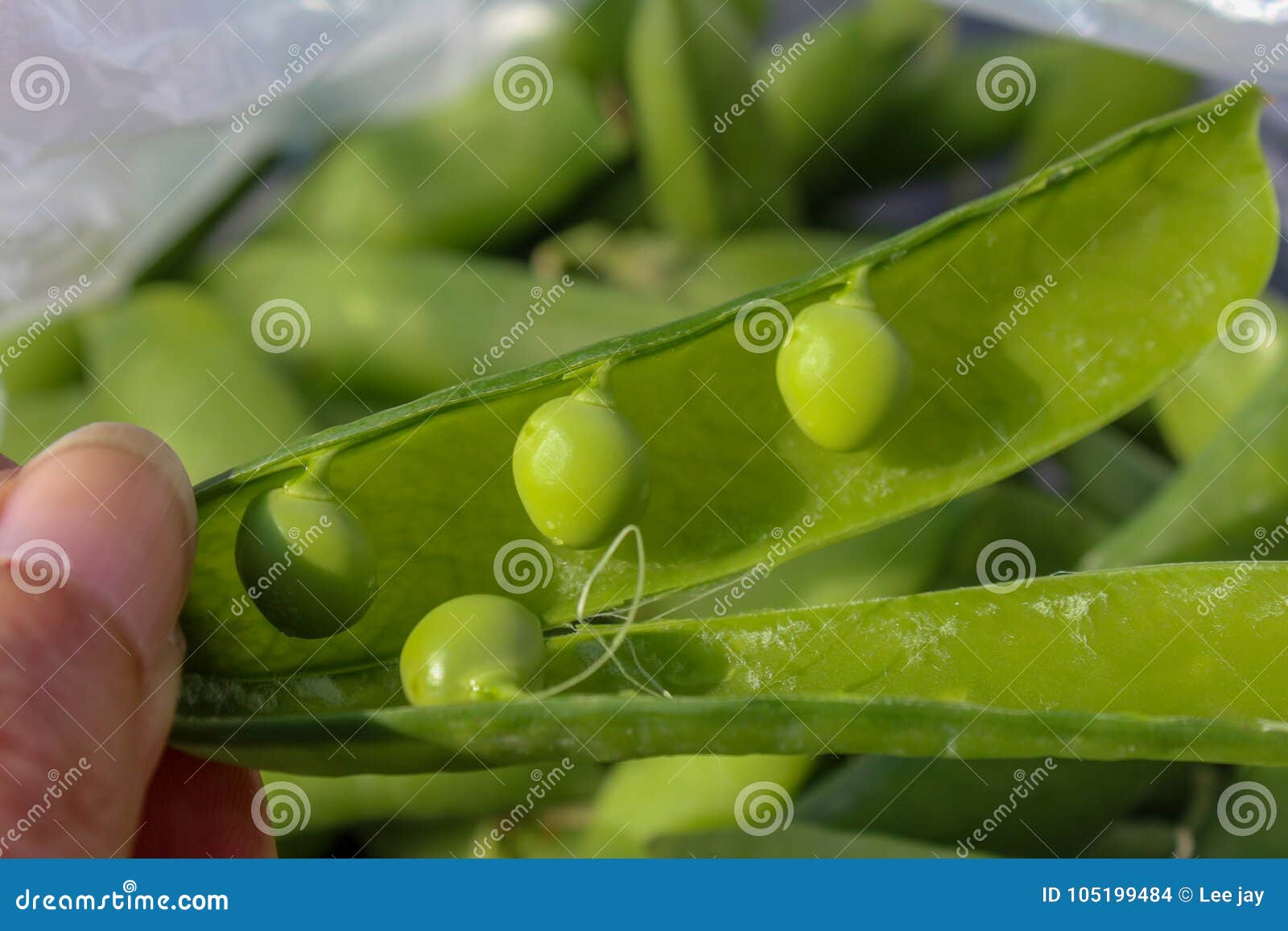 Bean green color stock photo. Image of color, shadow - 105199484