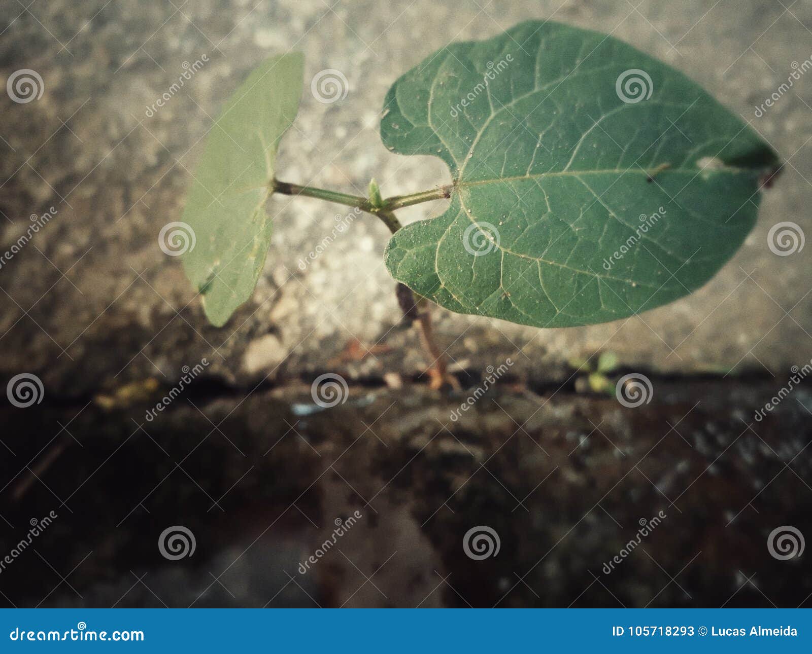 Bean tree stock image. Image of sidewalk, feijo, brotando - 105718293