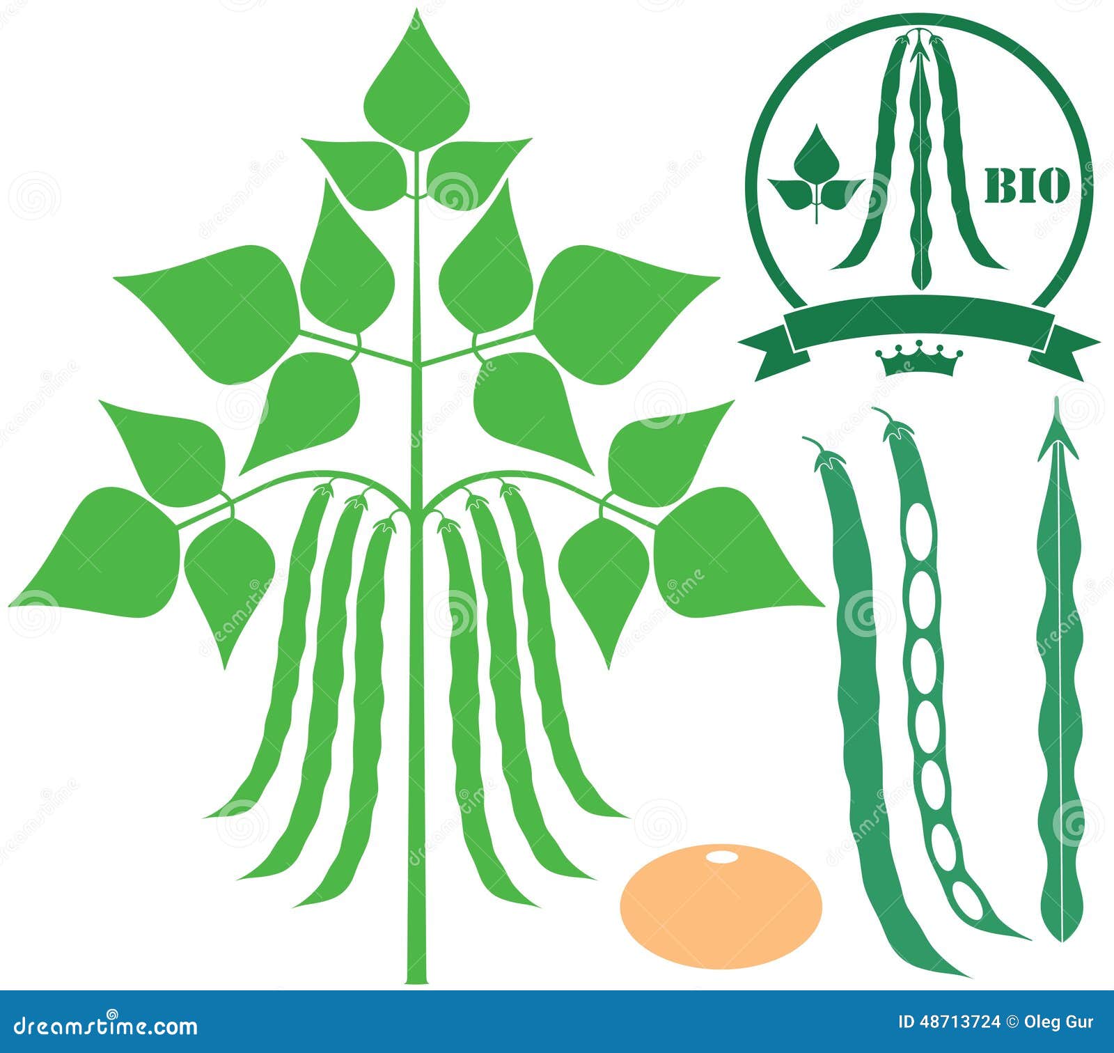 Bean stock vector. Illustration of sign, branch, claret - 48713724