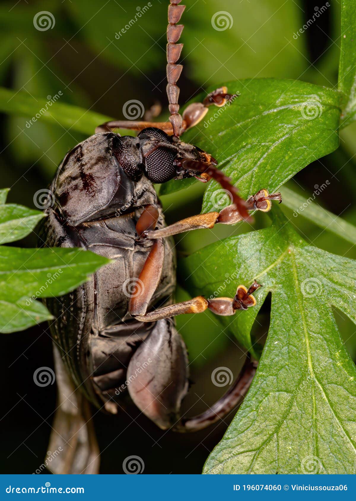 Bean Weevil stock photo. Image of fauna, animal, food - 196074060