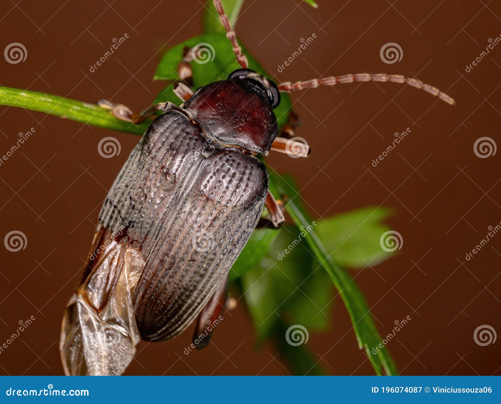 Bean Weevil stock image. Image of beetle, chrysomelidae - 196074087
