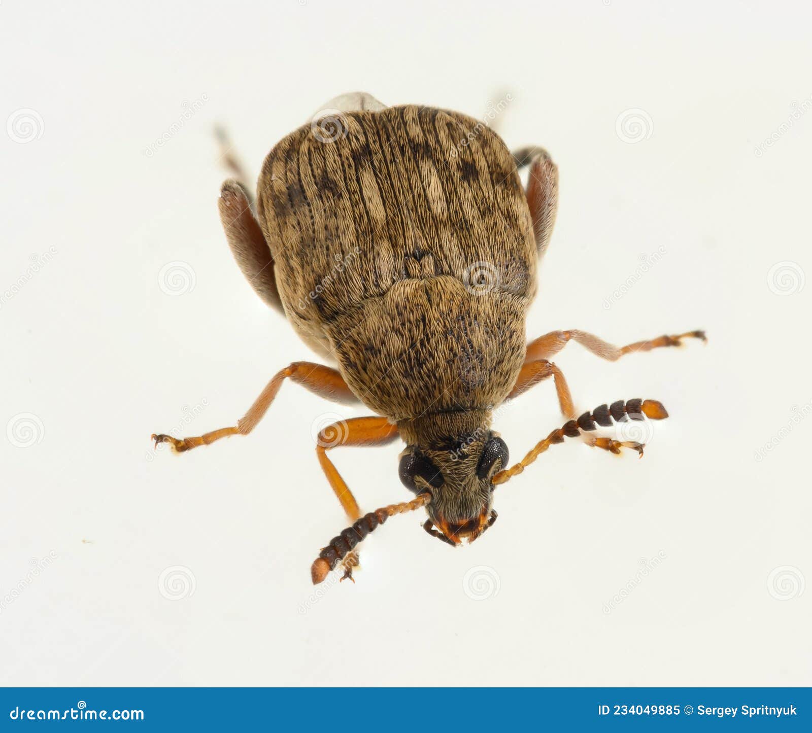 Bean Weevil (Bruchinae) Close-Up. Macro Stock Image - Image of wildlife ...