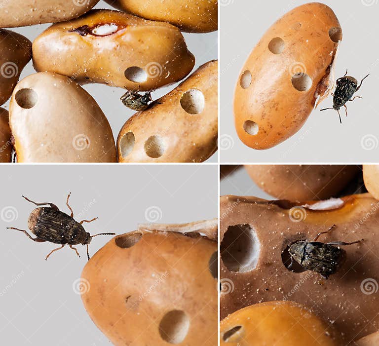 Bean Weevils with Damaged Beans. Stock Photo - Image of beans, macro ...