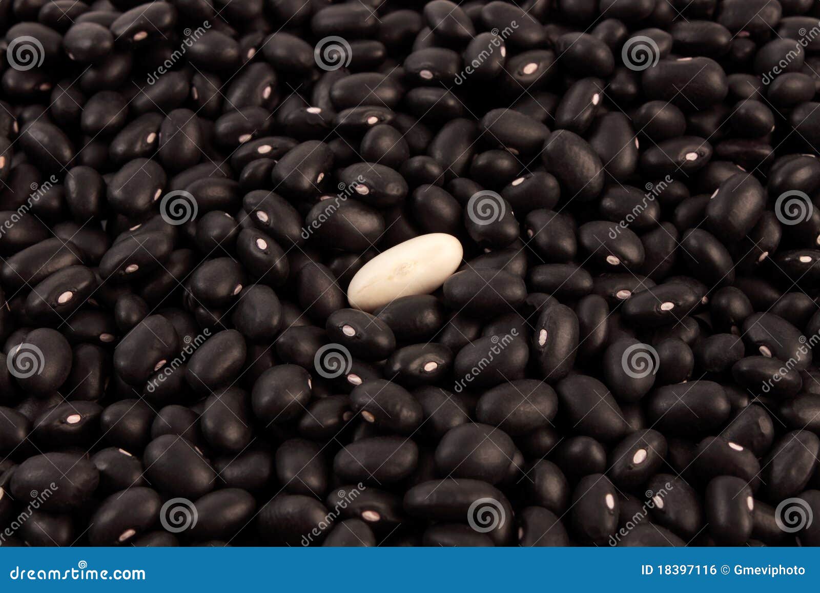 Beans stock photo. Image of beans, agriculture, grain - 18397116
