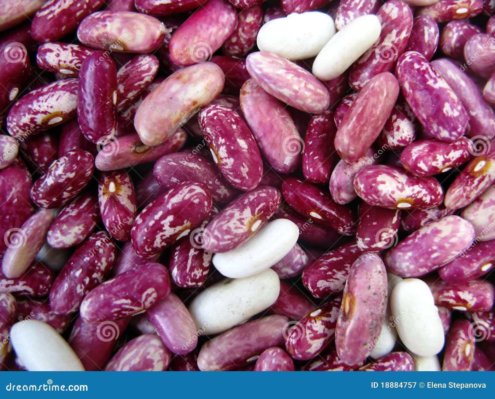 Beans stock image. Image of nature, beauty, beans, white - 18884757