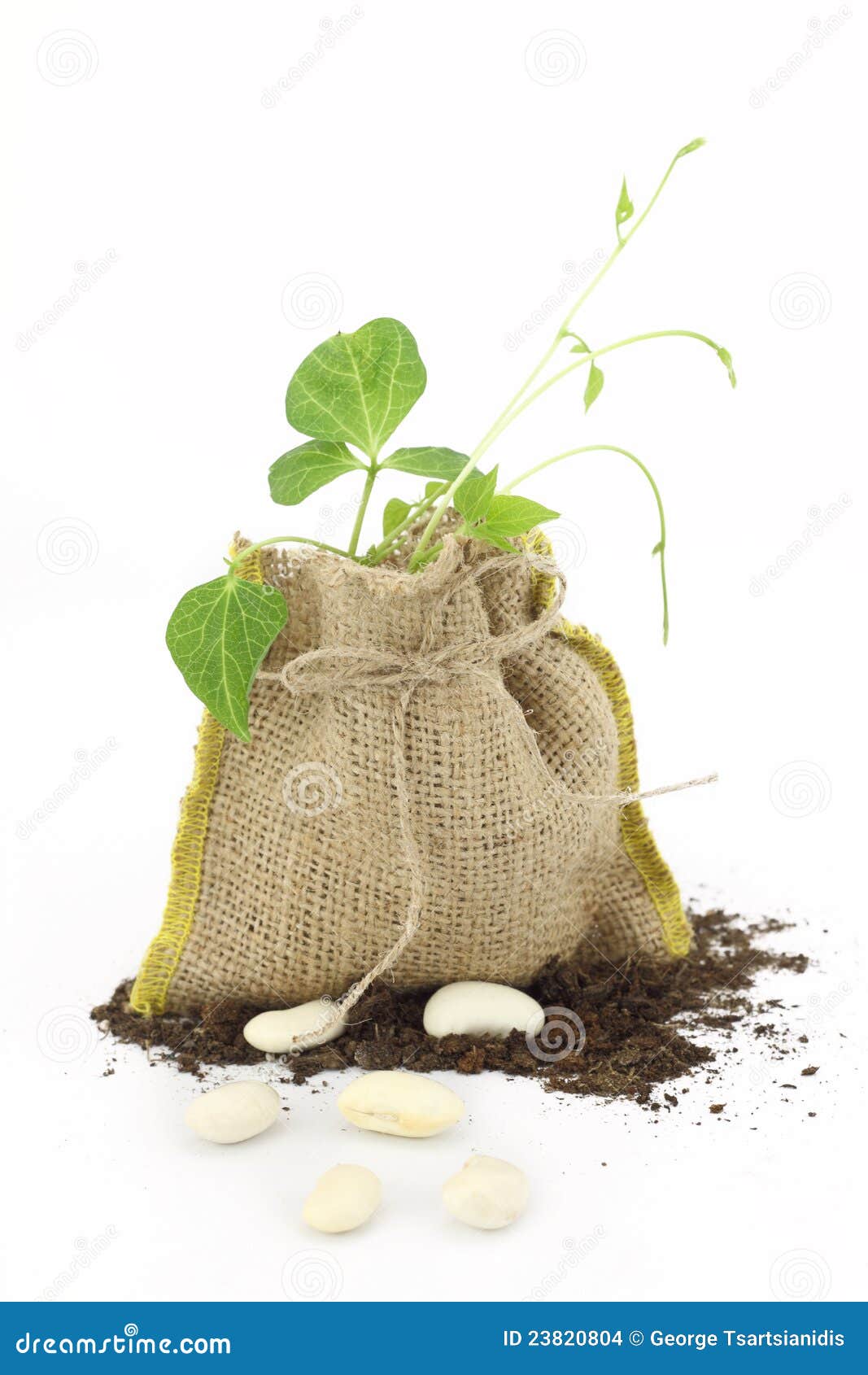 Beans stock photo. Image of health, ingredient, develop - 23820804