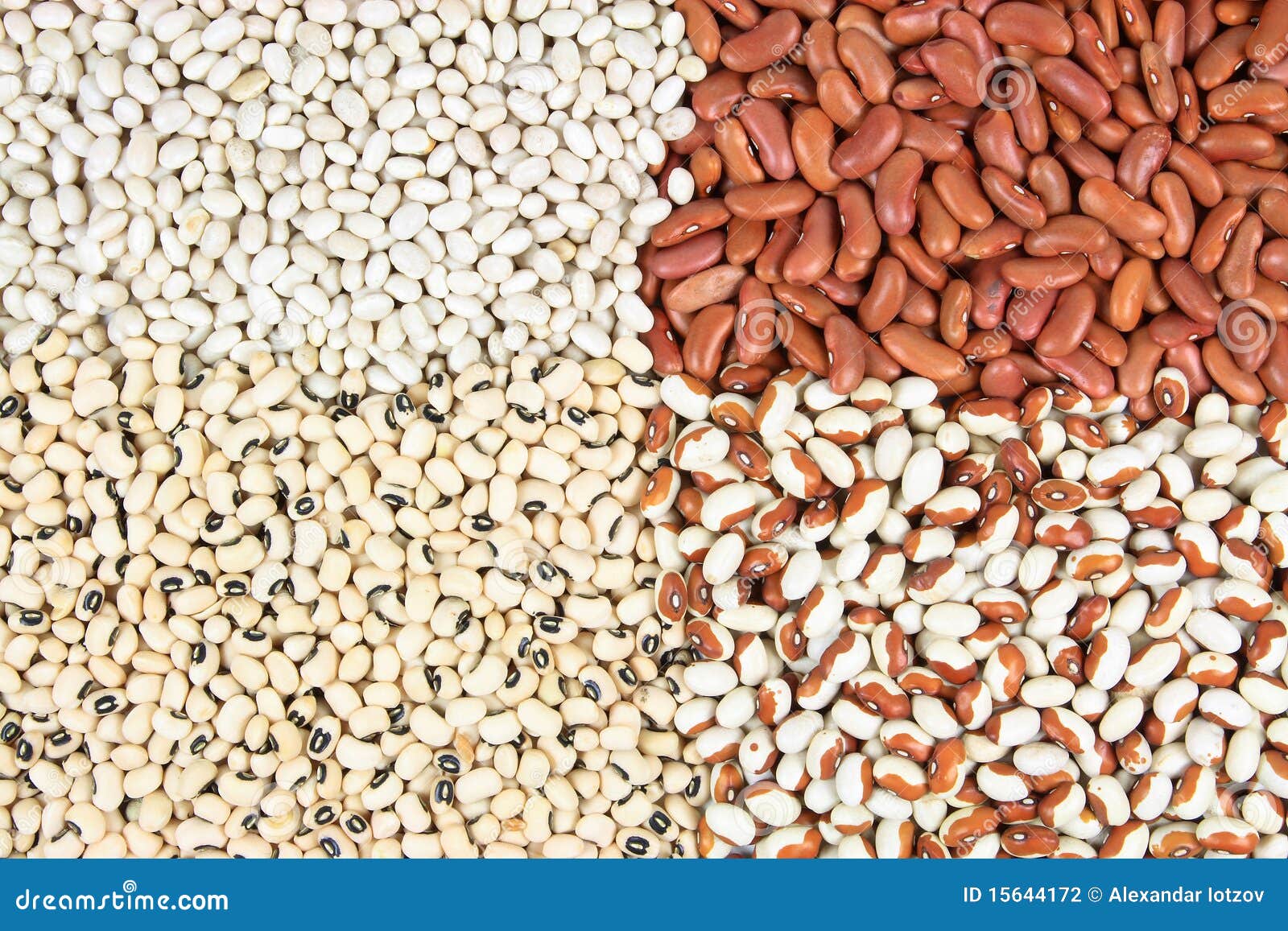 Beans background. stock photo. Image of colour, white - 15644172