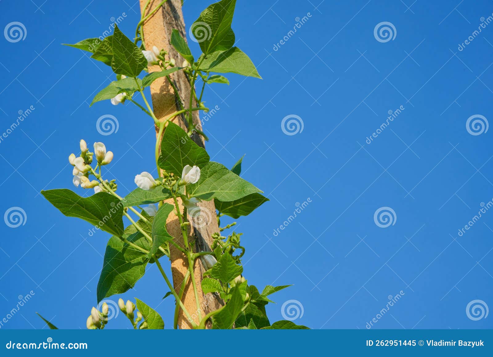Beans are Blooming,pests on Beans that Bloom on a Wooden Stick Stock ...