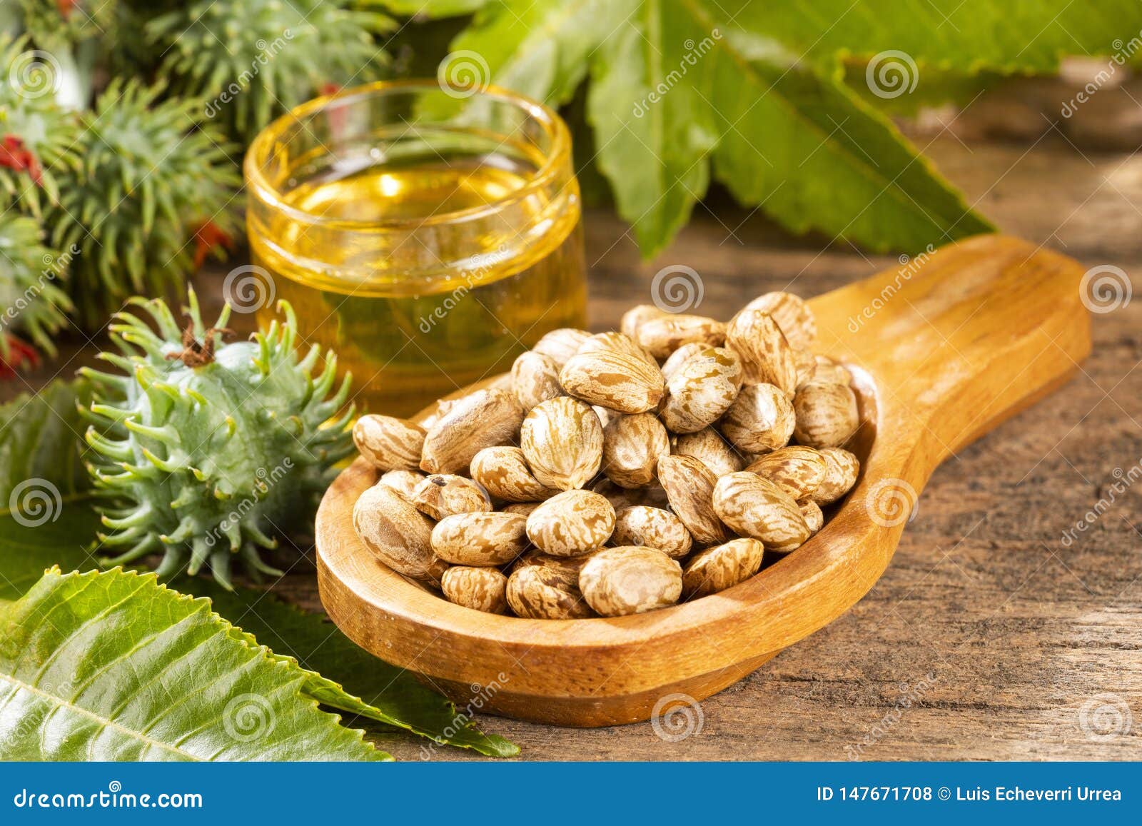 Beans and Castor Oil - Ricinus Communis Stock Photo - Image of isolated ...
