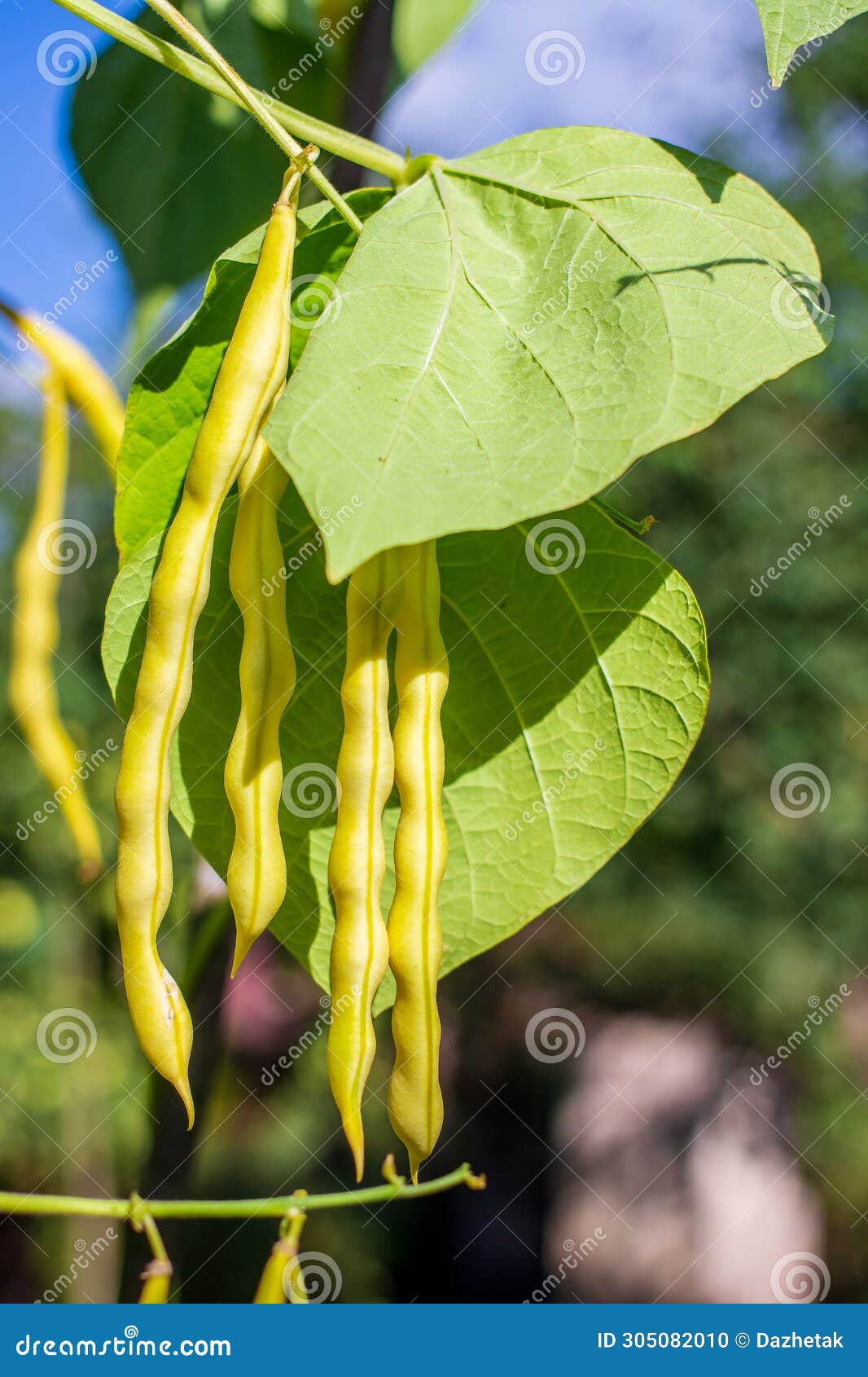 Beans. Close-up of Bean Pods on a Plant Stock Photo - Image of ...