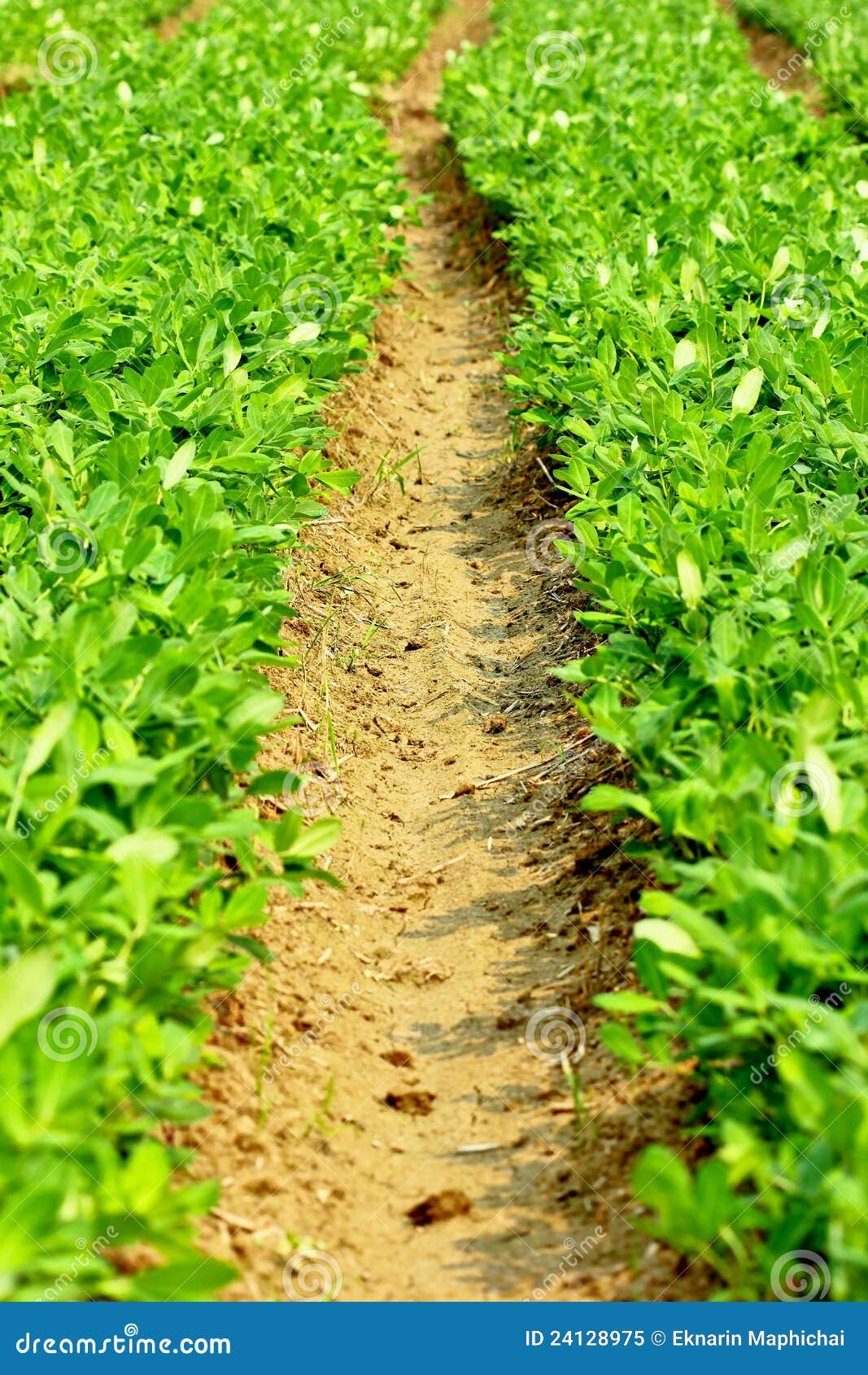 Beans in the field stock image. Image of natural, farmland - 24128975