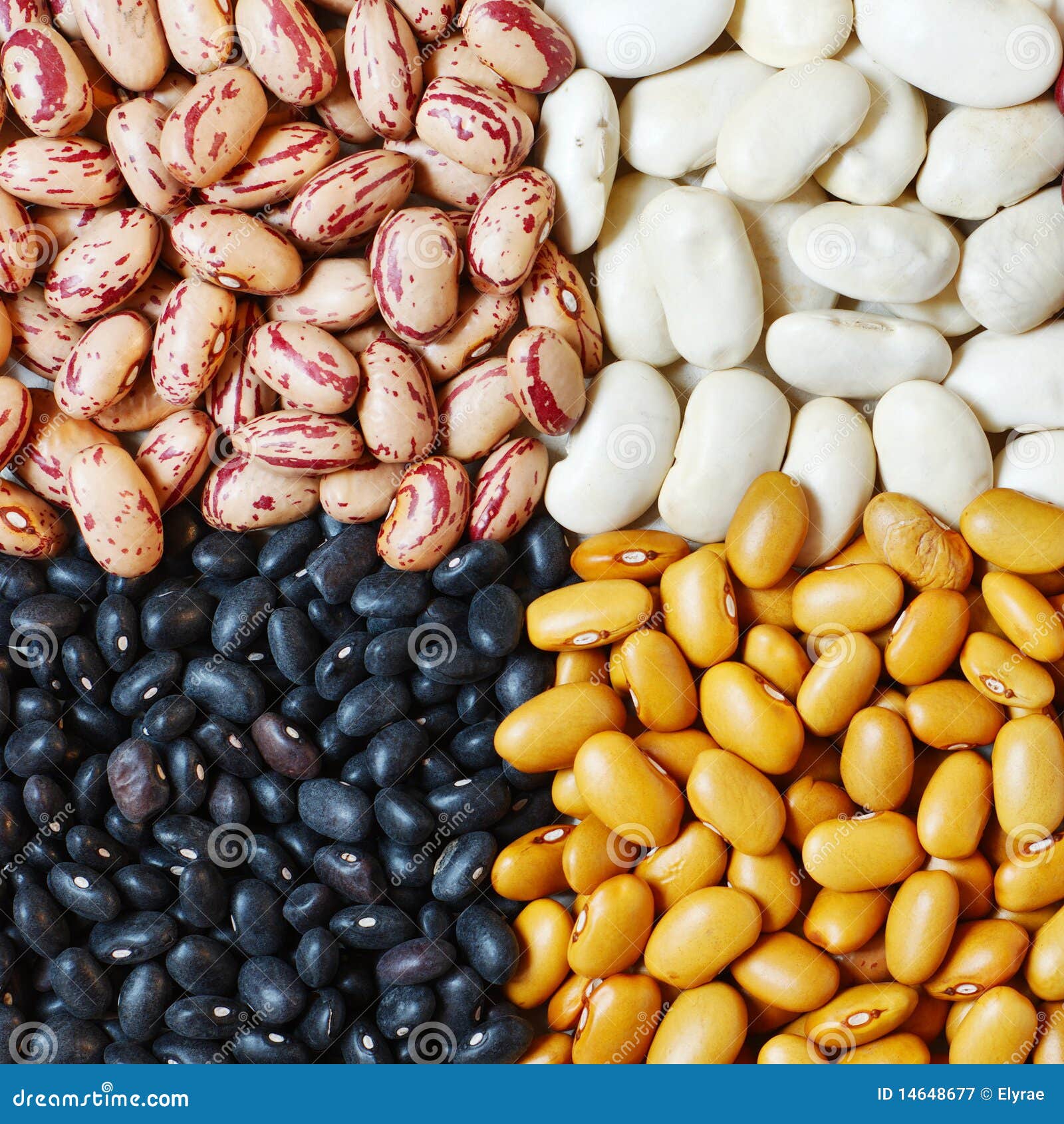 Beans in four colors stock image. Image of great, leguminous - 14648677