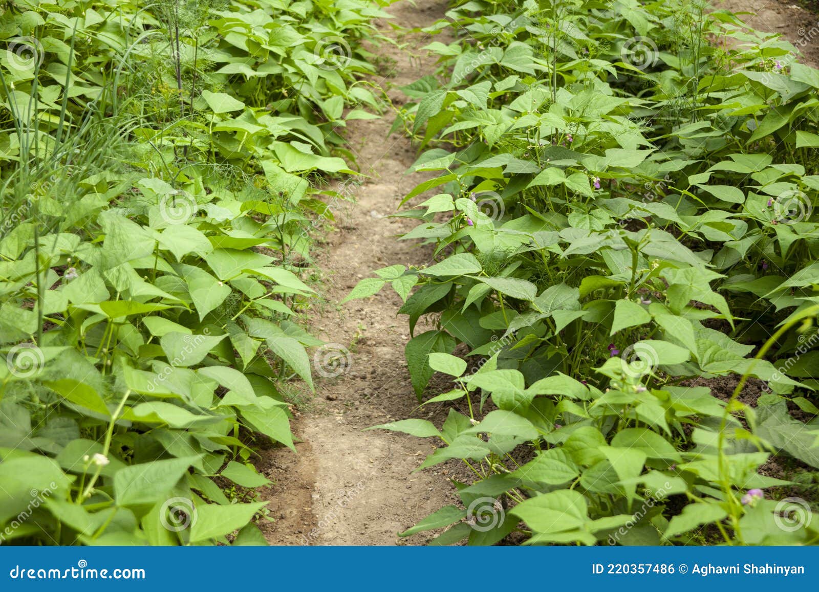 Beans in the greenhouse stock photo. Image of nutrition - 220357486