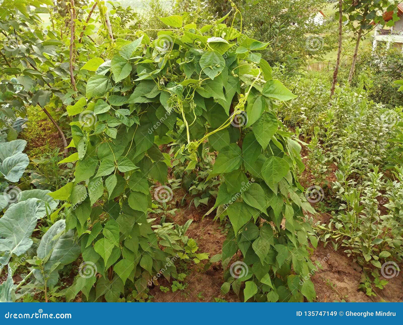 Beans Grows in the Garden on a Wooden Stand Stock Image - Image of ...