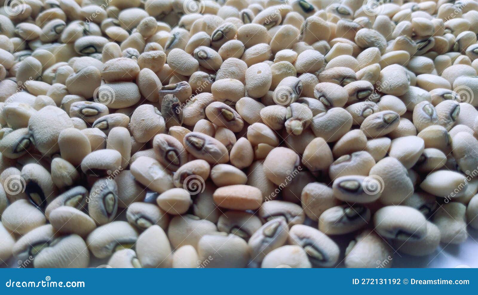 Beans for healthy living stock photo. Image of cultivated - 272131192