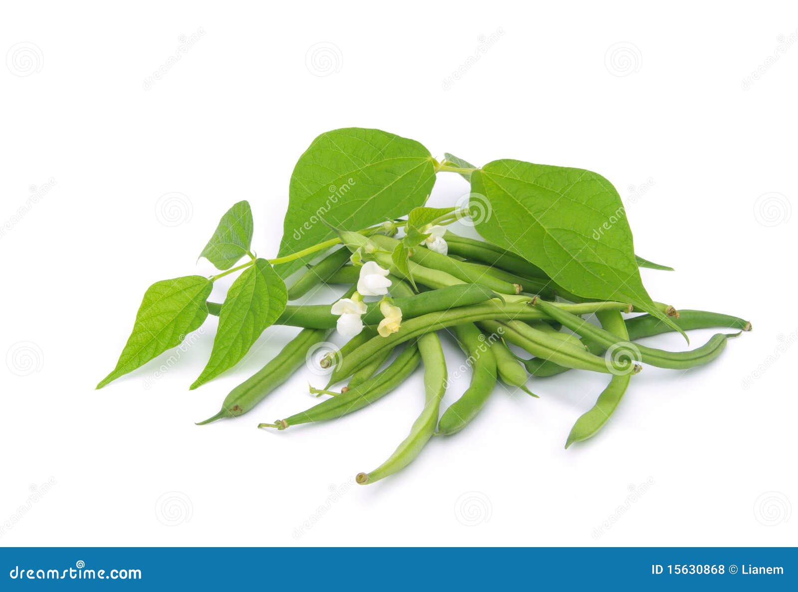Beans isolated stock photo. Image of vegetables, food - 15630868