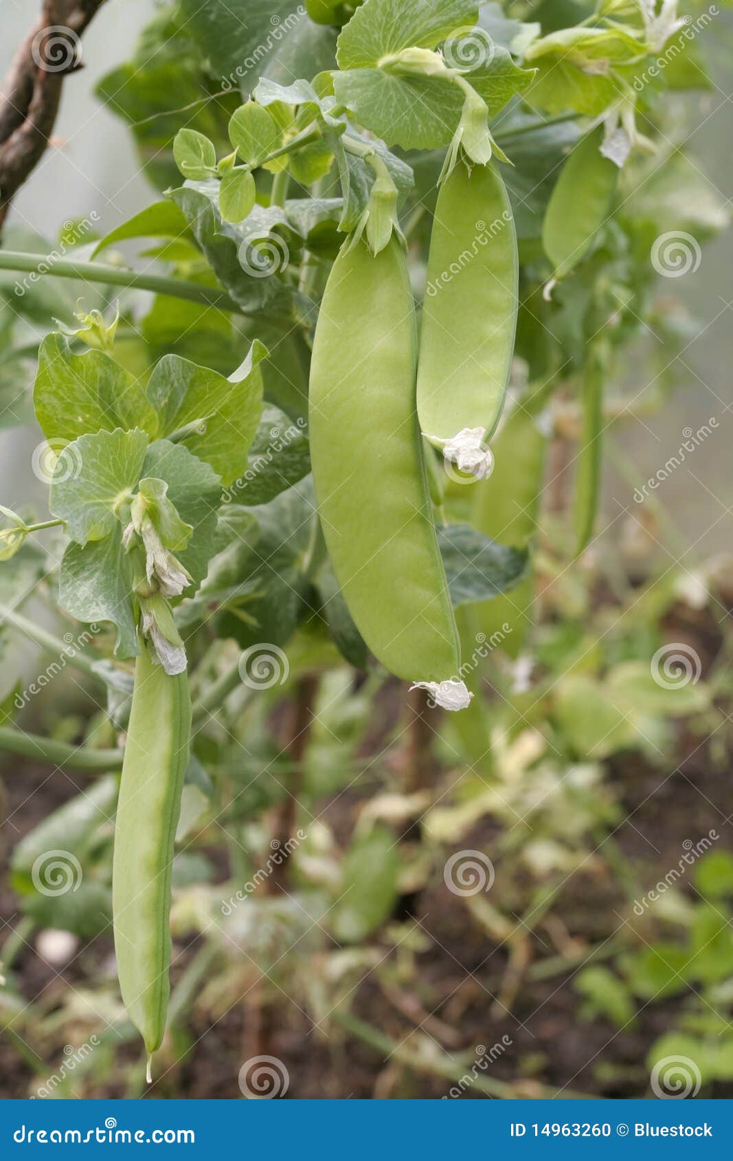 Beans Plants Growing In Greenhouse Picture. Image: 14963260