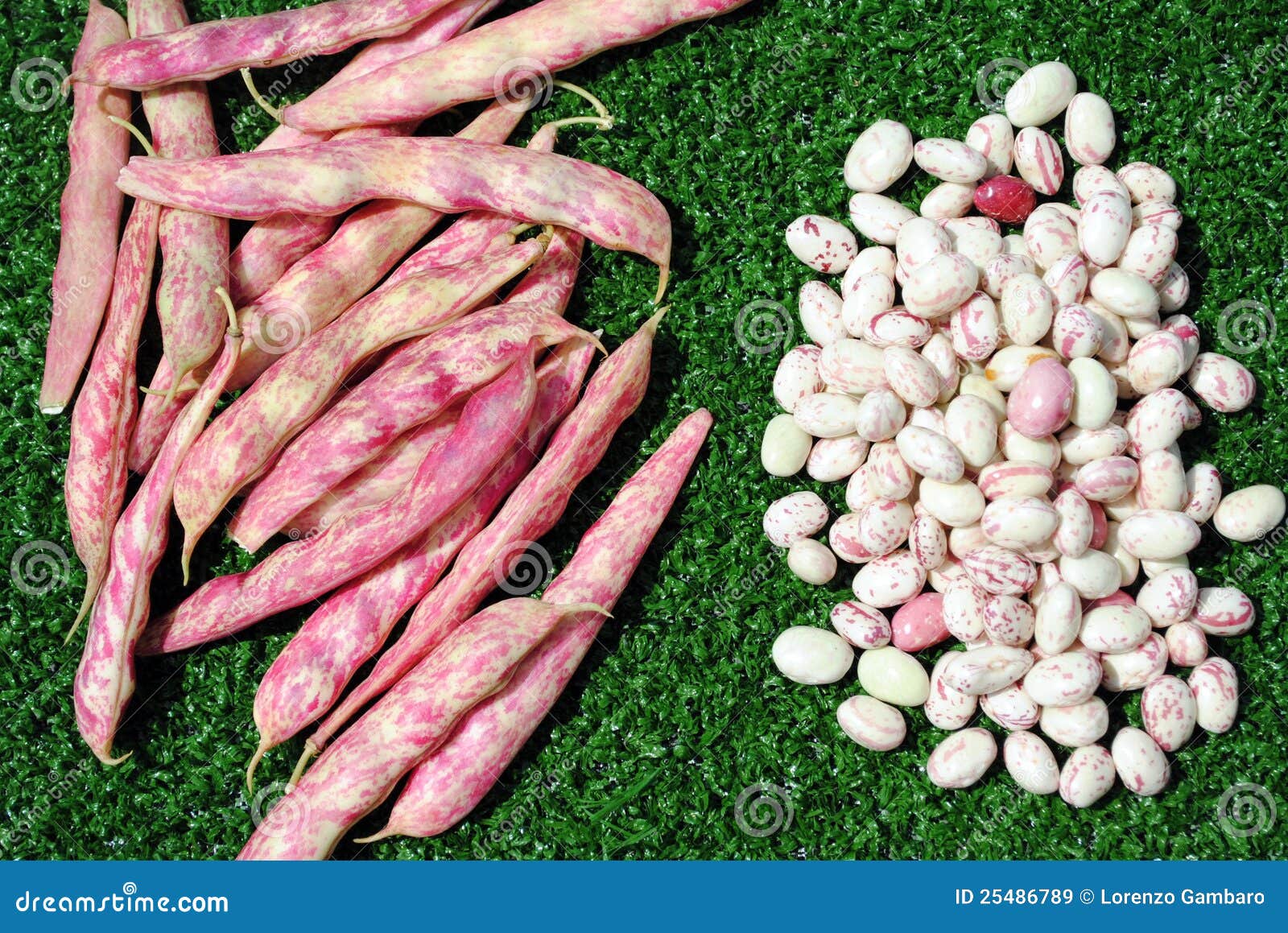 Beans and Pods Still Closed Stock Image - Image of food, diet: 25486789