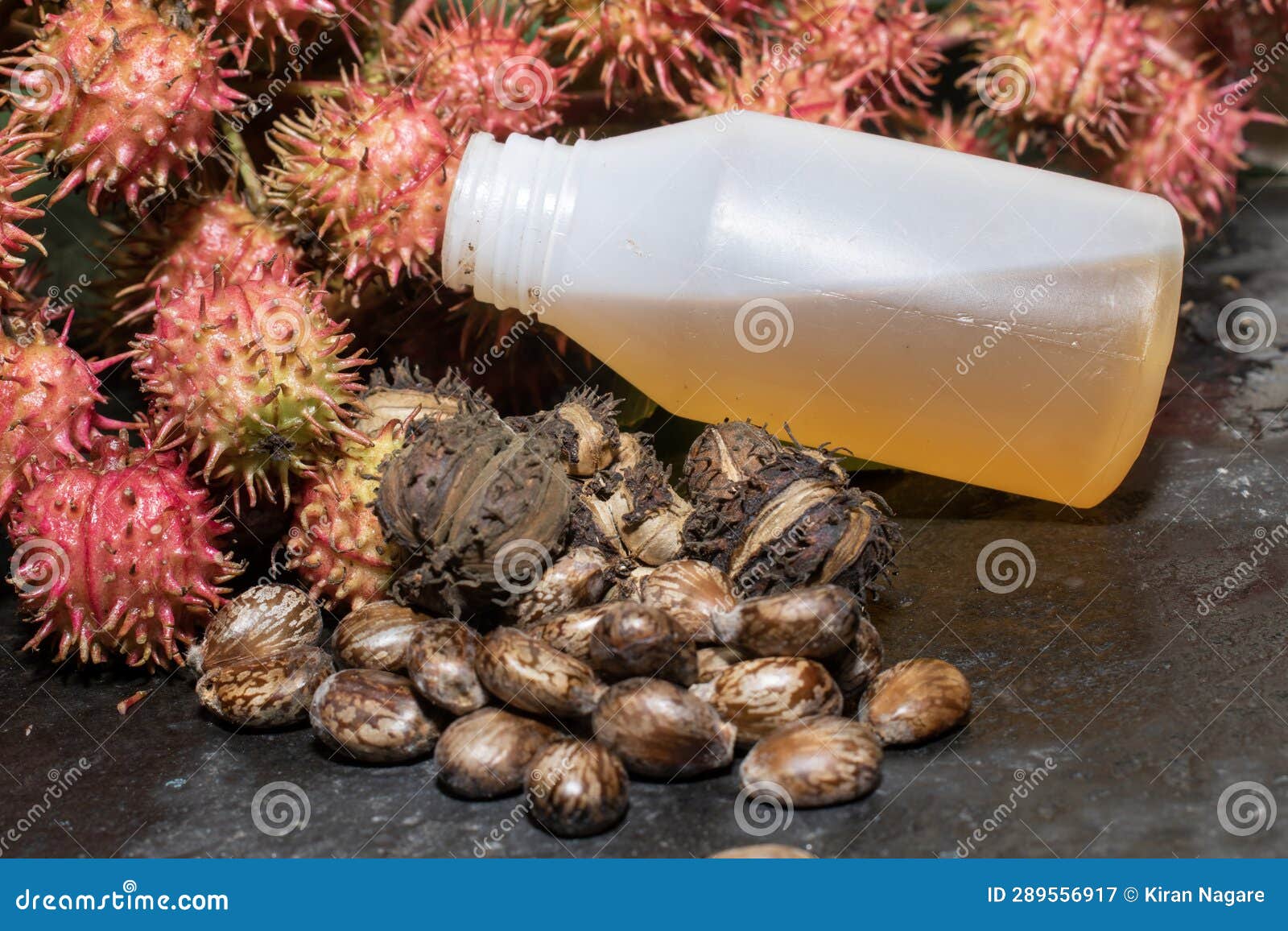Beans (ricinus) and Castor Oil on the Black Background, Herbs Stock Image - Image of ...