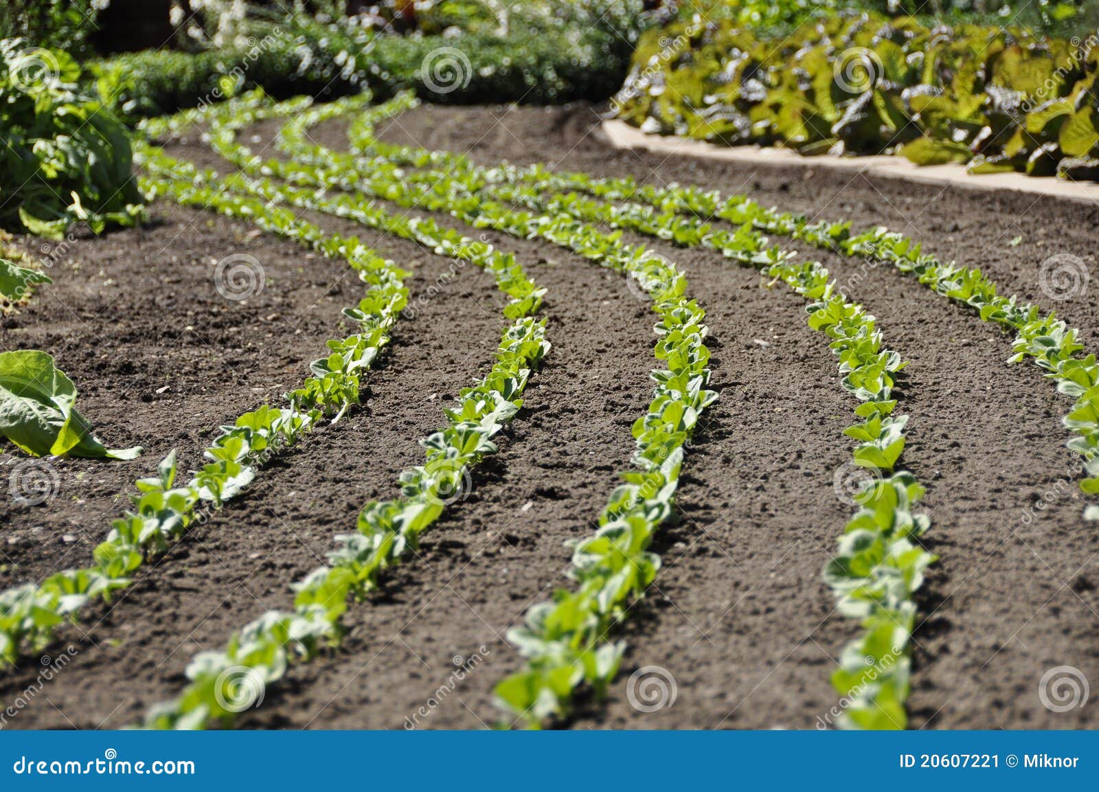 Beans on a row stock image. Image of seeds, agriculture - 20607221