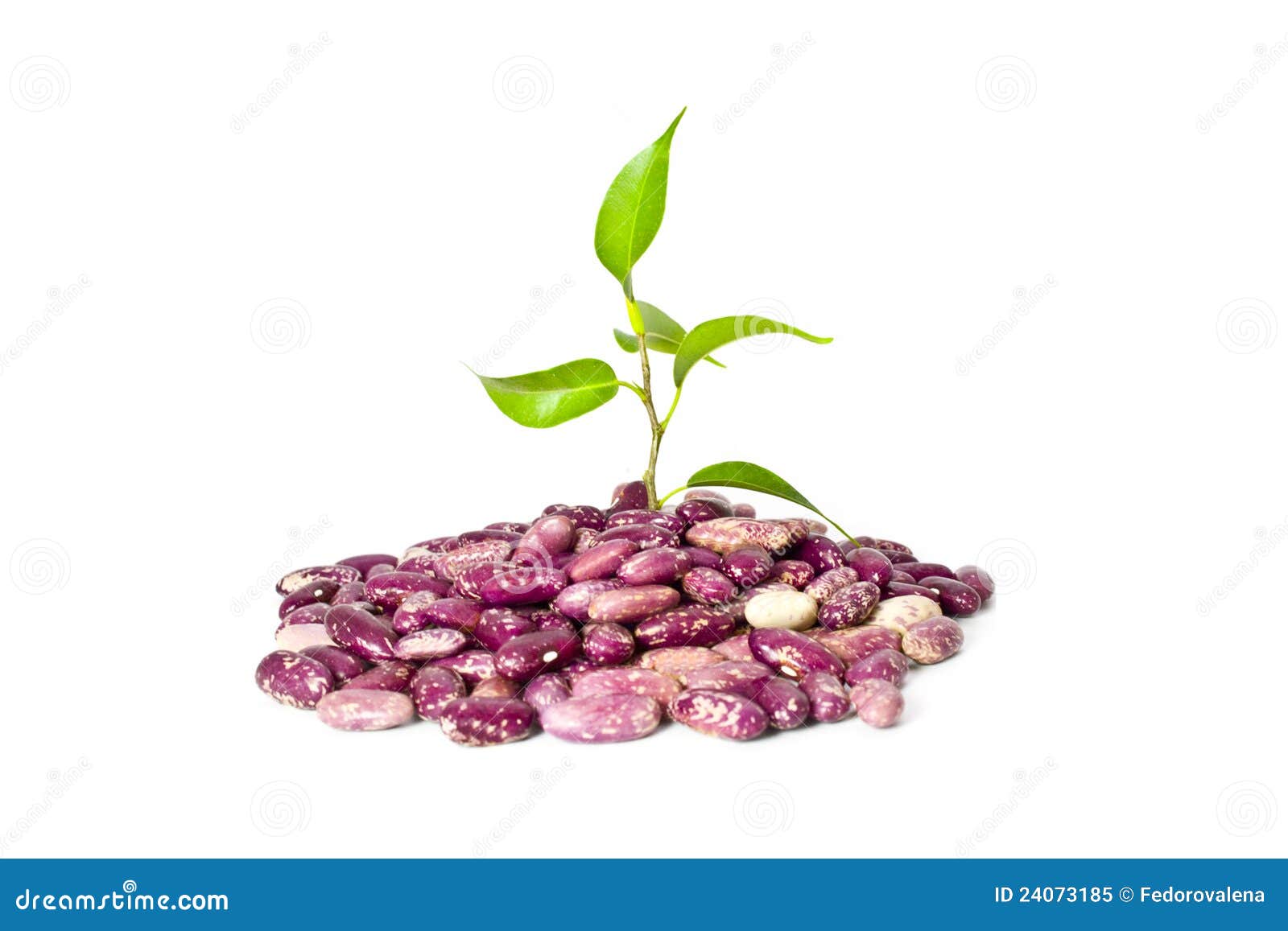 Beans and sprout stock image. Image of grow, food, seedling - 24073185