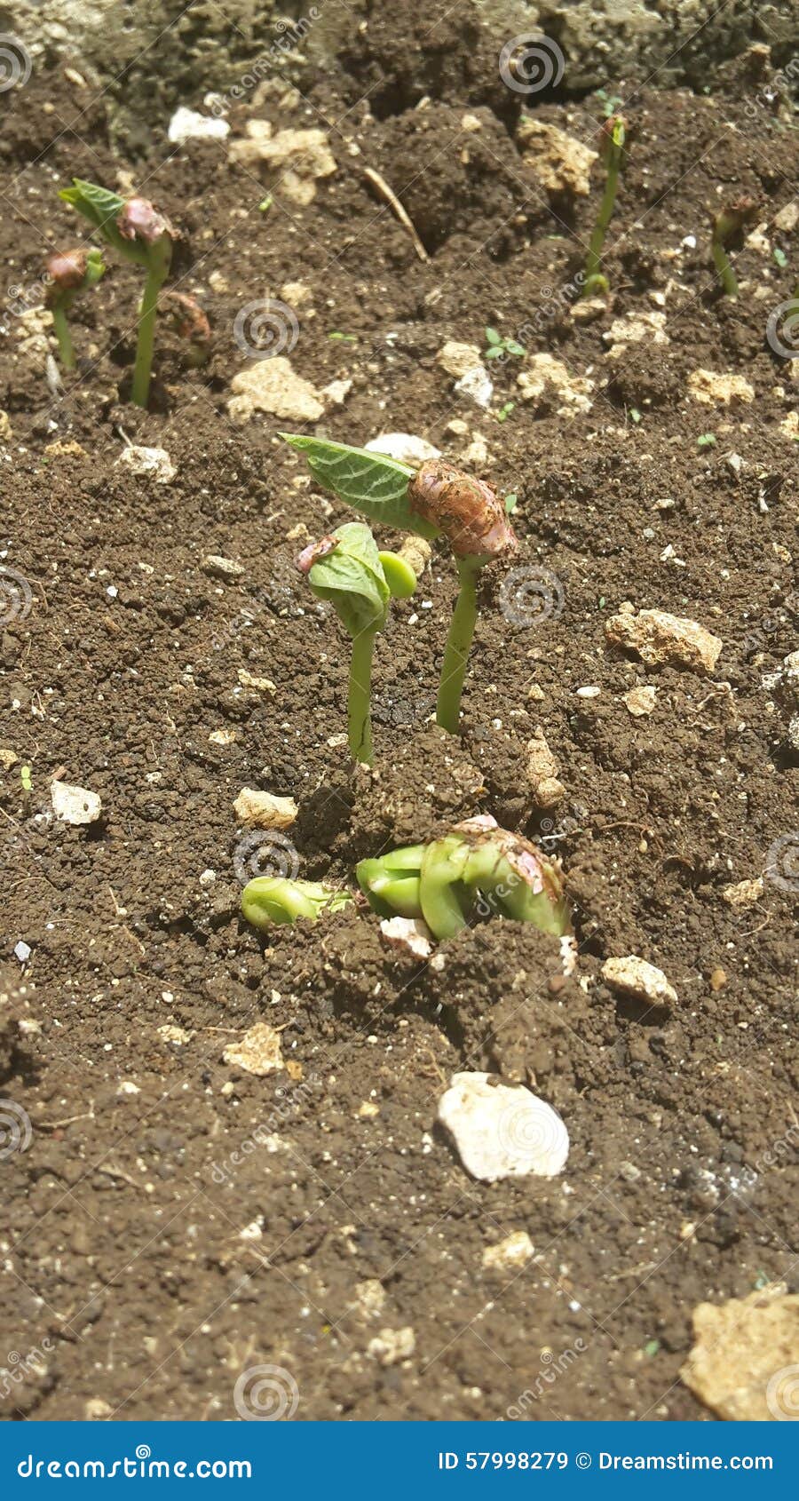 Beans sprouting stock image. Image of young, leaves, beans - 57998279