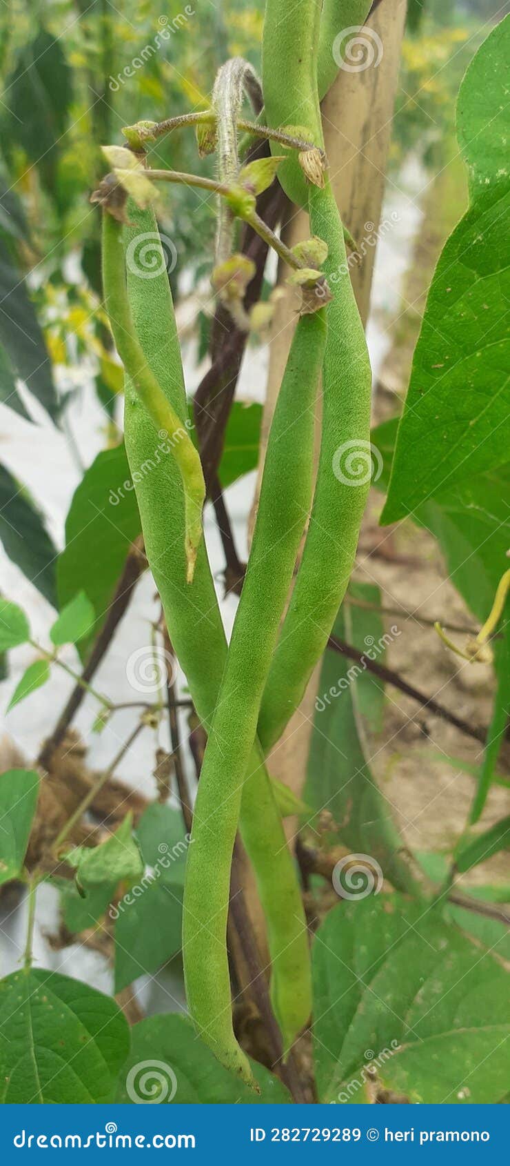 Beans are a Type of Leguminous Vegetable Plant that Can Be Consumed ...