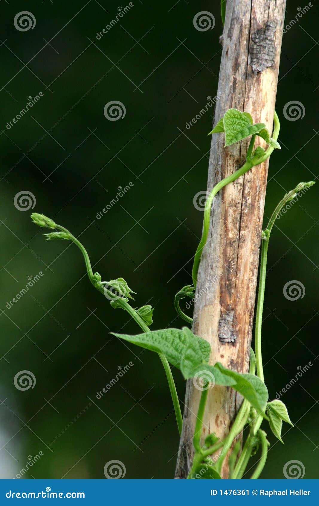 Beans walk to the light stock image. Image of green, bean - 1476361