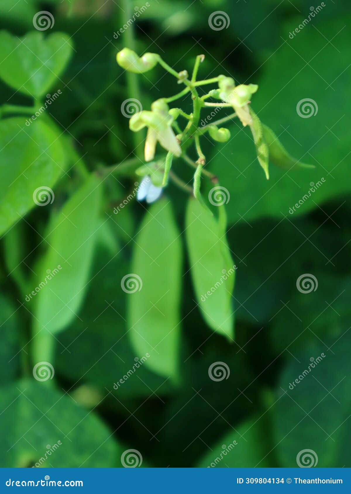 Canavalia Ensiformis in Indonesian Farmers Gardens Stock Photo - Image ...