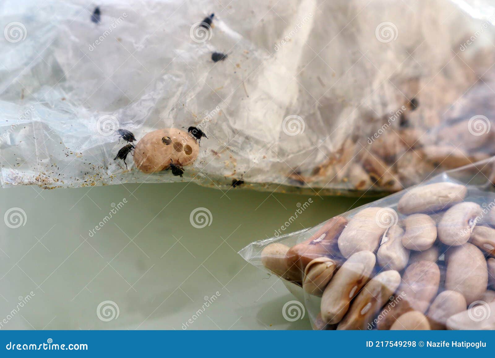 Beans Wolves Moving in Seeds, Plants Established, the Bean Seeds Stock ...