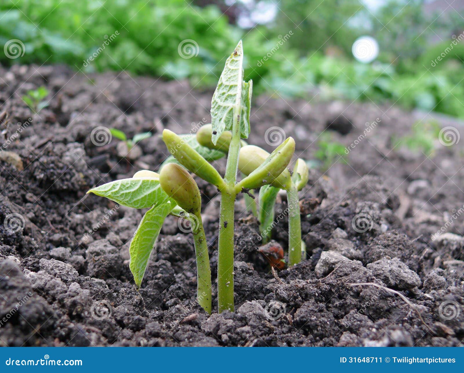 Beans stock image. Image of germ, floor, garden, green - 31648711