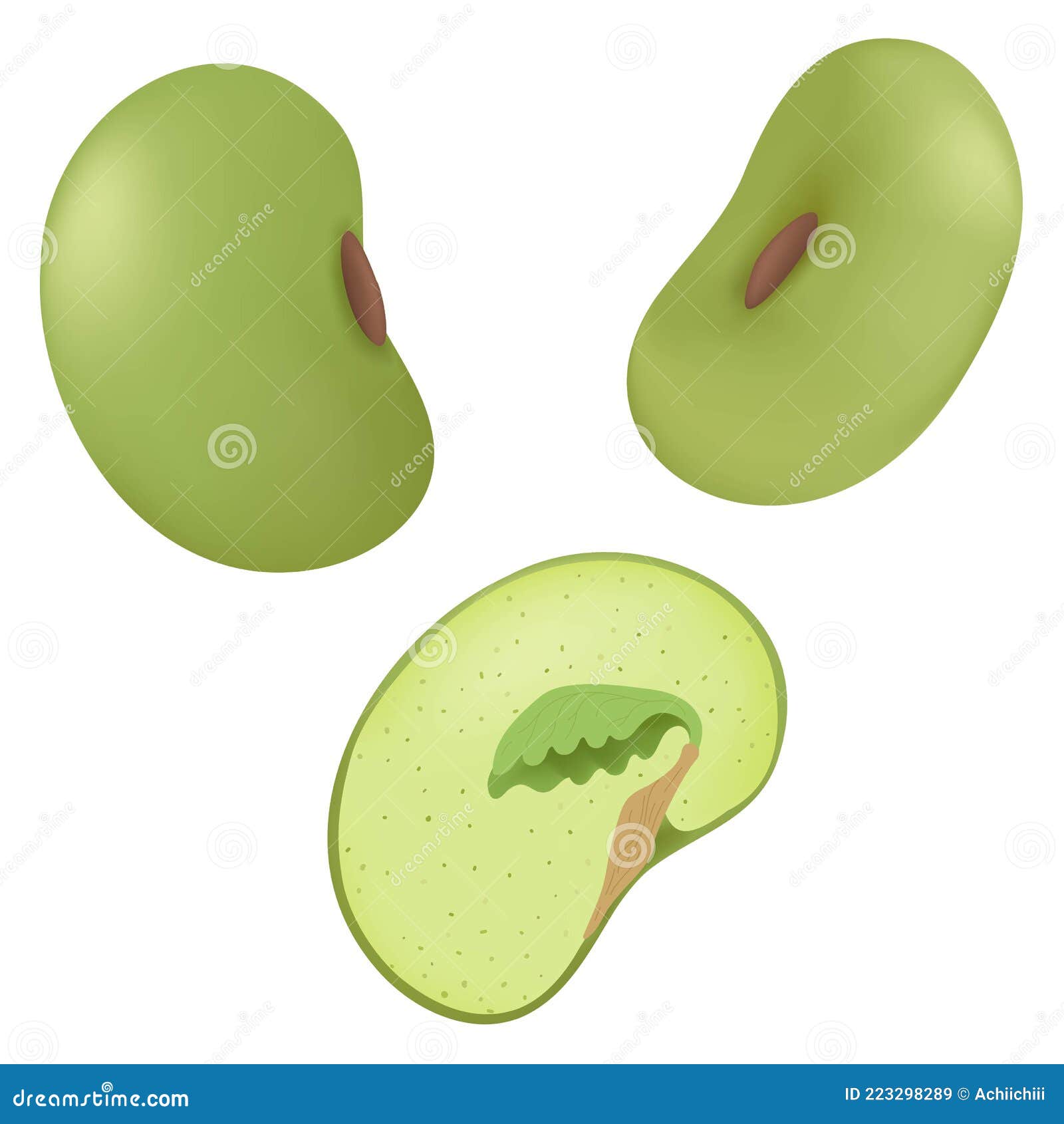 Anatomy Of A Bean Seed. Cartoon Vector | CartoonDealer.com #89452625