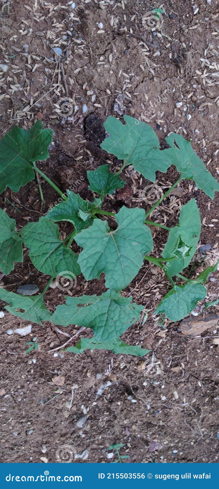 The Beanstalk Plant that Had Started To Grow Stock Photo - Image of ...
