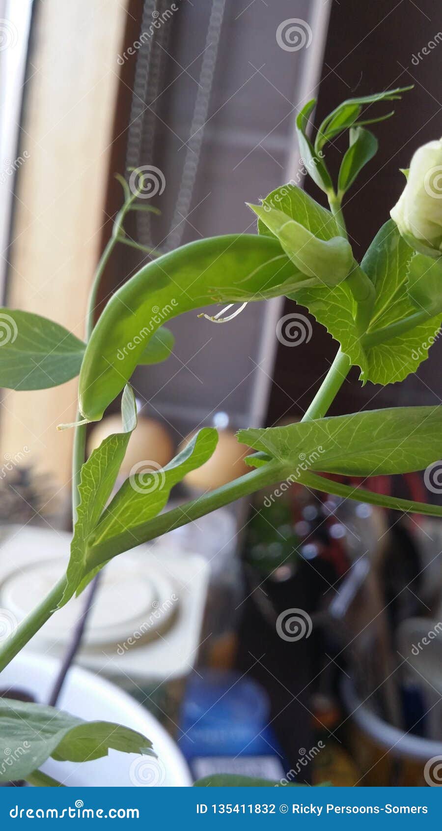 Beanstalk stock photo. Image of leaves, beans, beanstalk - 135411832
