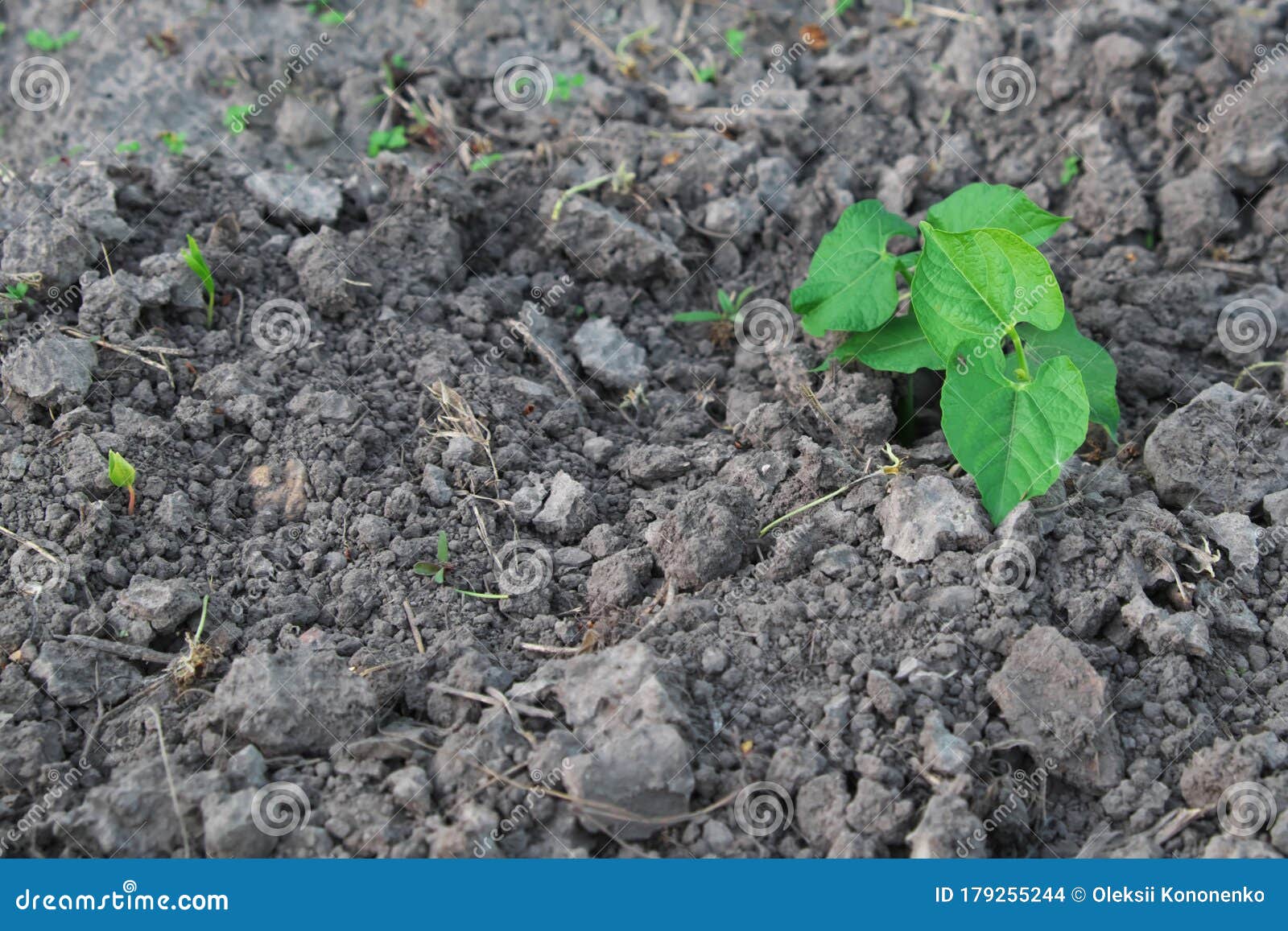 My Garden And The Beanstalk Stock Photography | CartoonDealer.com ...