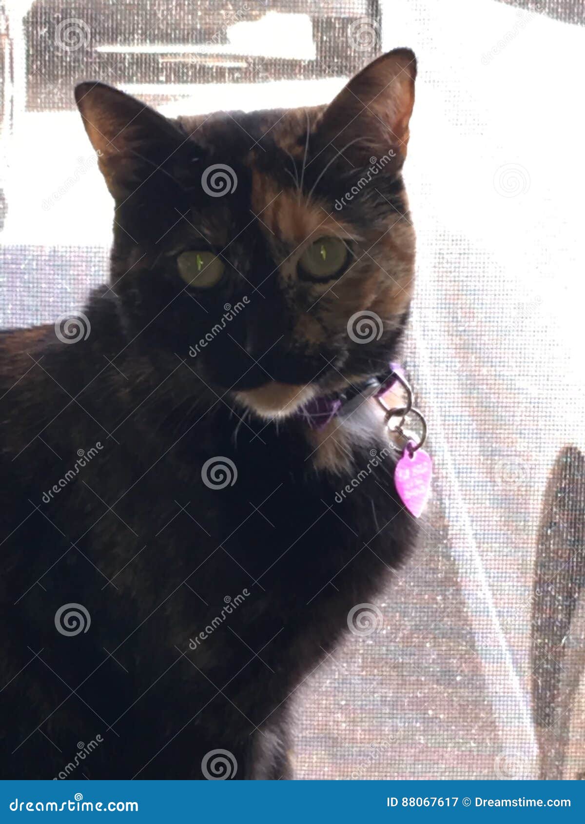 BEANZ!!!!!! stock image. Image of weirdo, crazy, beanz - 88067617