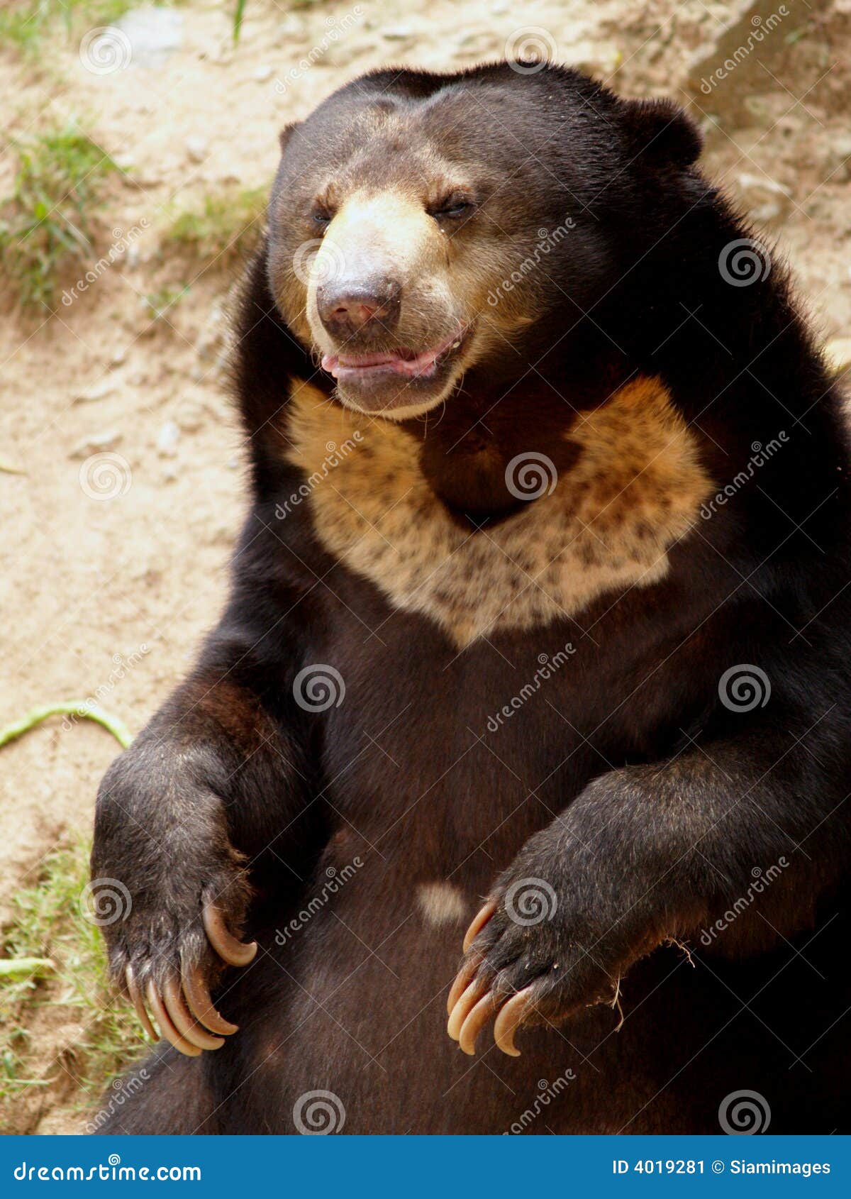 Bear 05 stock image. Image of claw, attack, guard, wildlife - 4019281