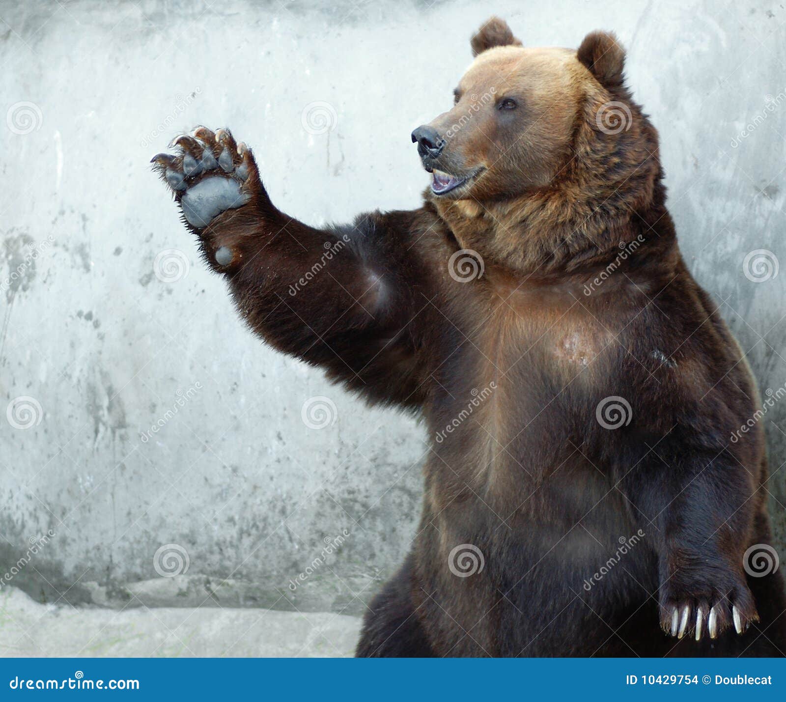 Bear stock photo. Image of wildlife, furious, face, view - 10429754