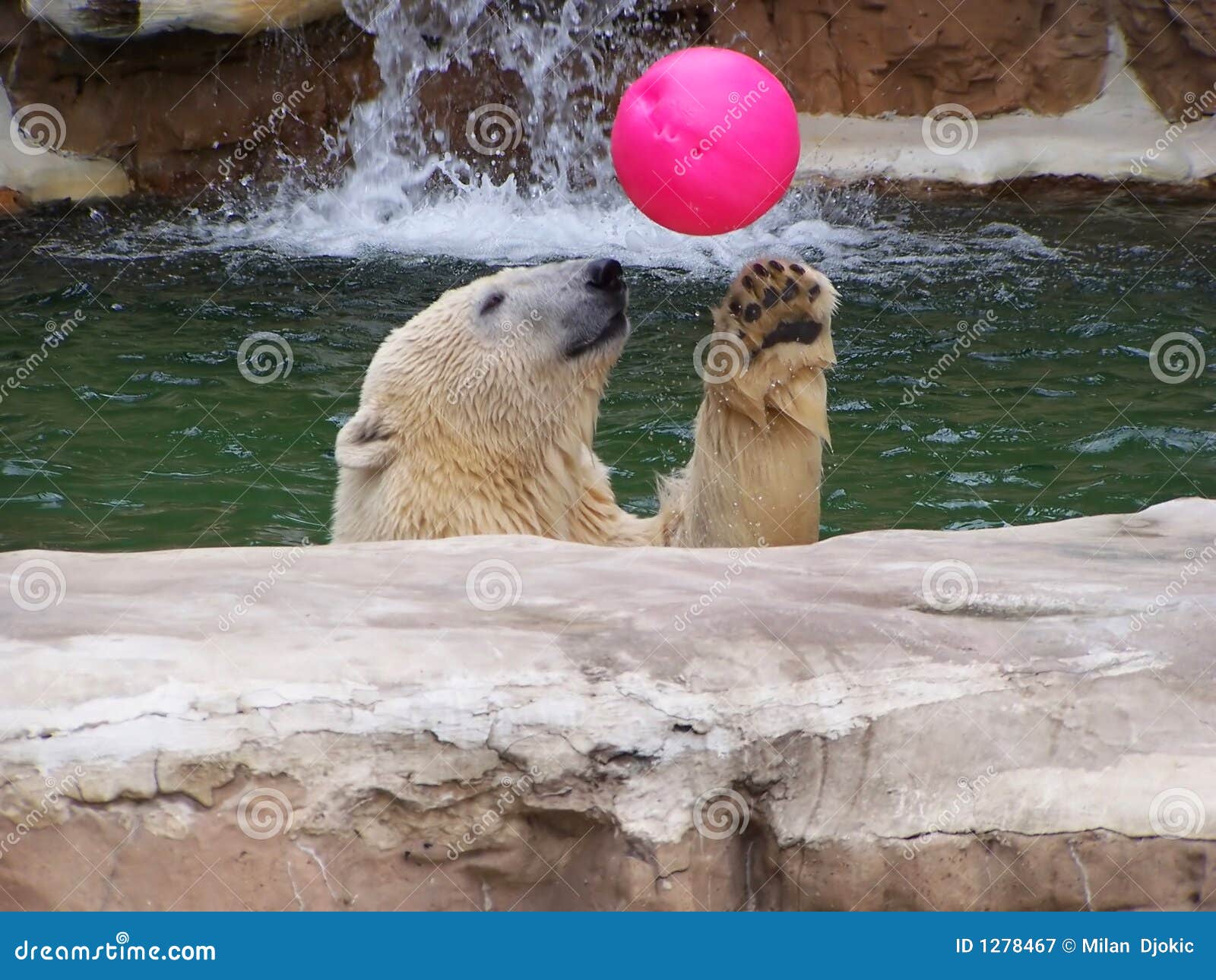 Bear stock image. Image of cold, play, claws, sport, dangerous - 1278467