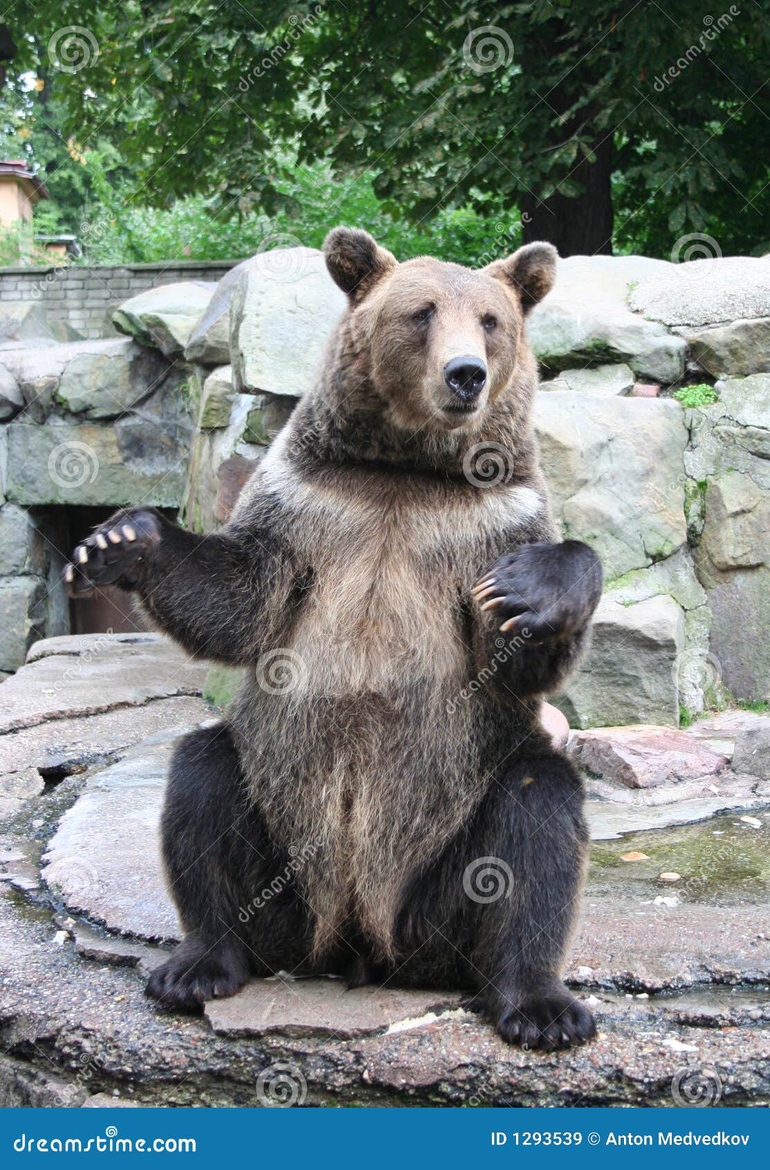 Bear stock image. Image of animal, claws, foot, wild, awesome - 1293539