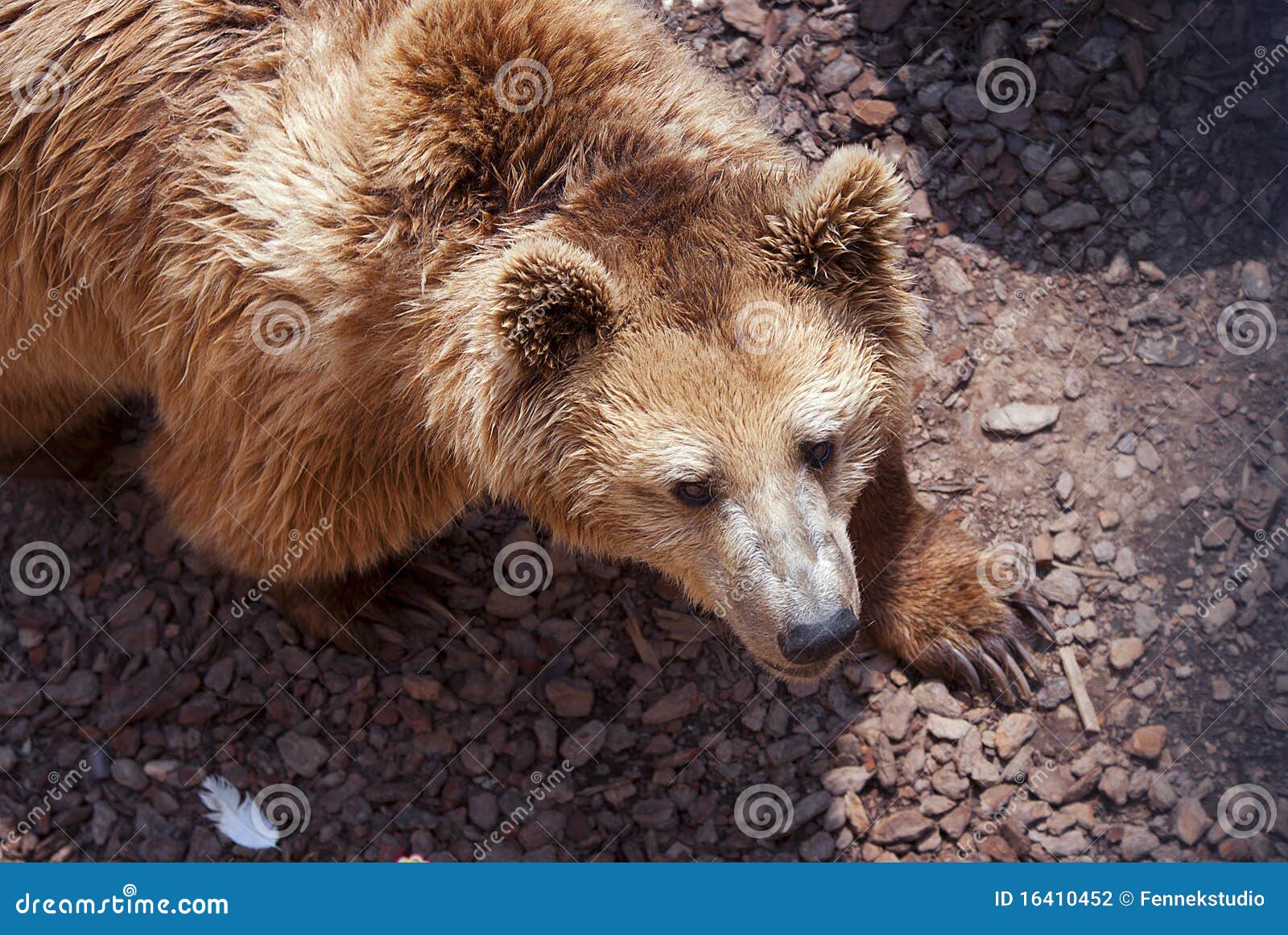 Overhead Big Bear Stock Photos - Free & Royalty-Free Stock Photos from ...