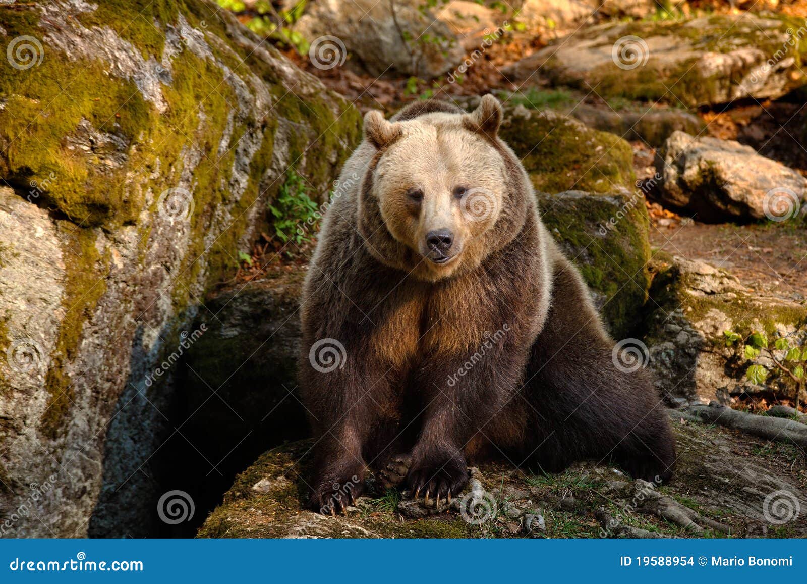 Bear stock photo. Image of dangerous, brown, bear, mammal - 19588954