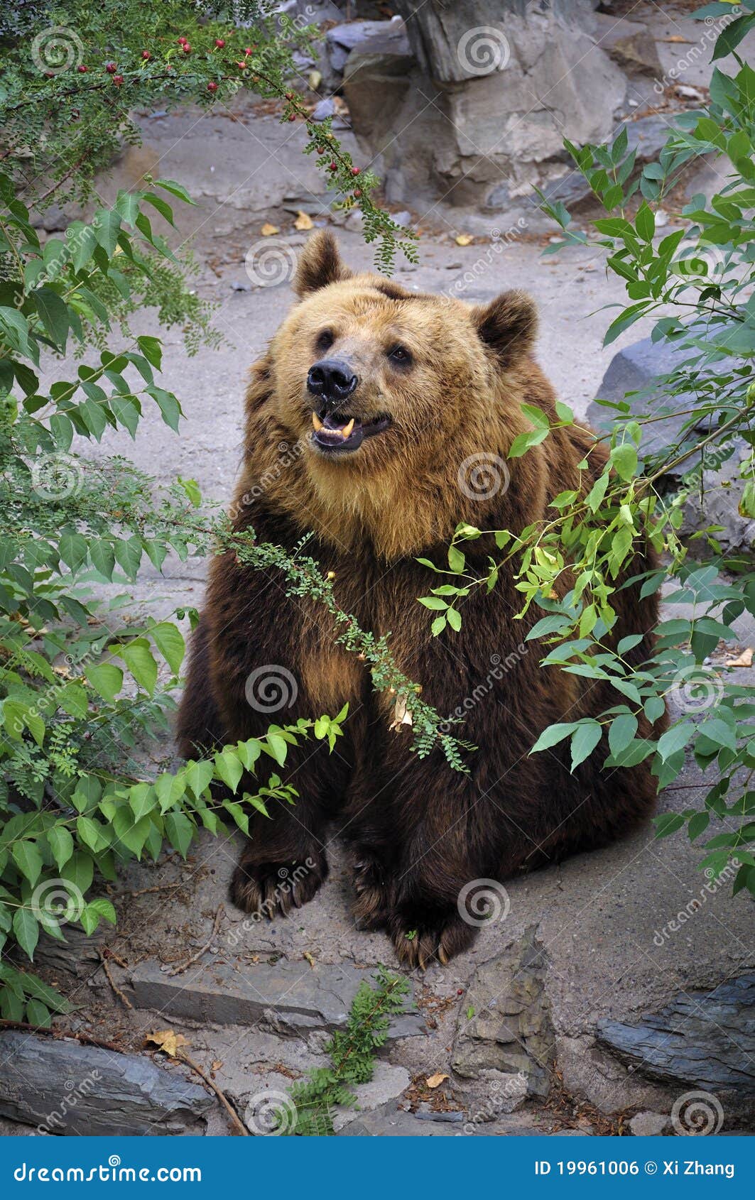 Bear stock photo. Image of nature, bears, animals, wilderness - 19961006