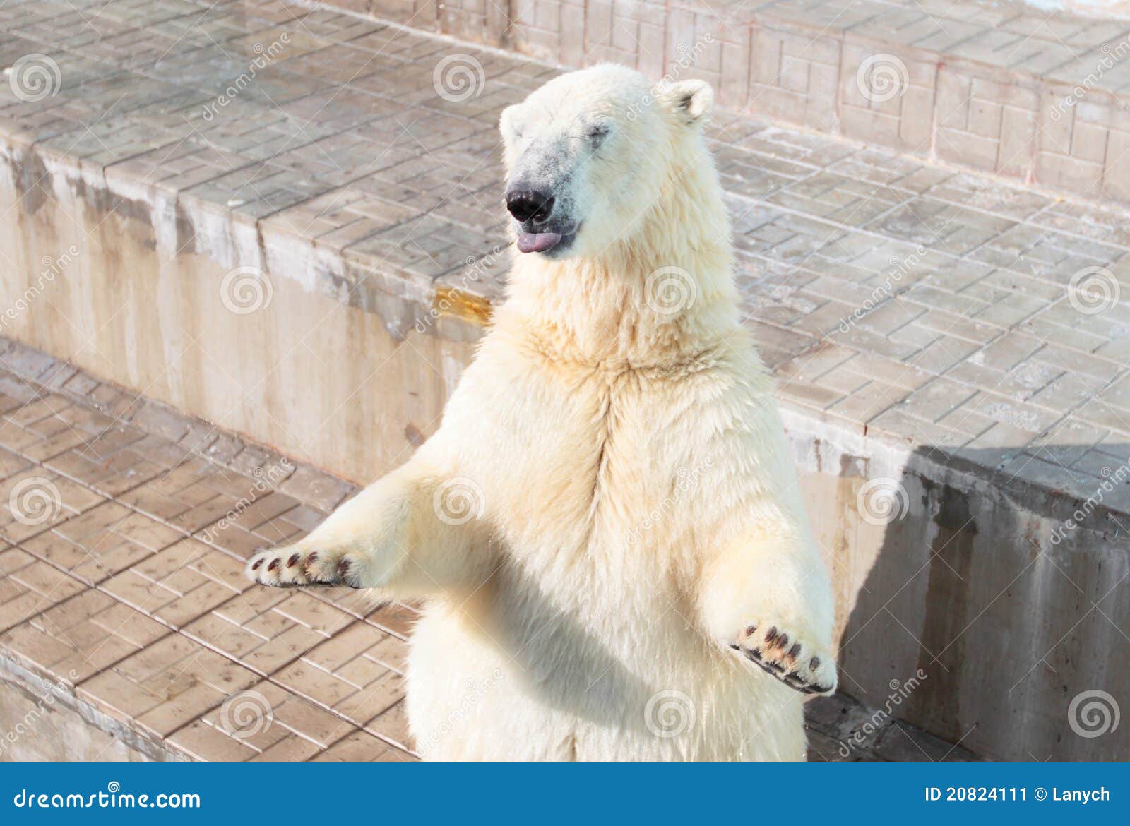 Bear stock image. Image of huge, predator, claw, large - 20824111