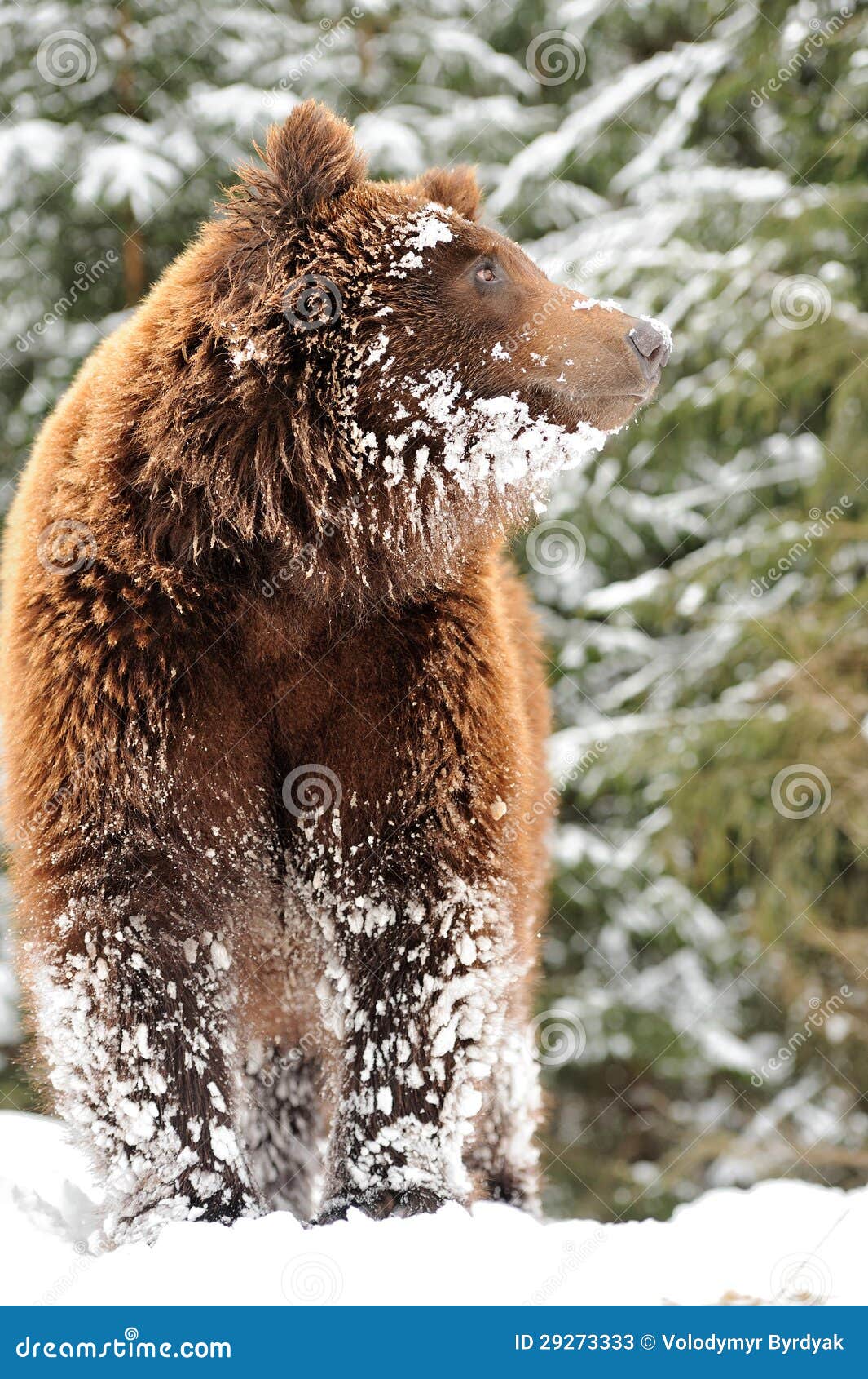 Bear stock image. Image of bear, beauty, brown, beast - 29273333